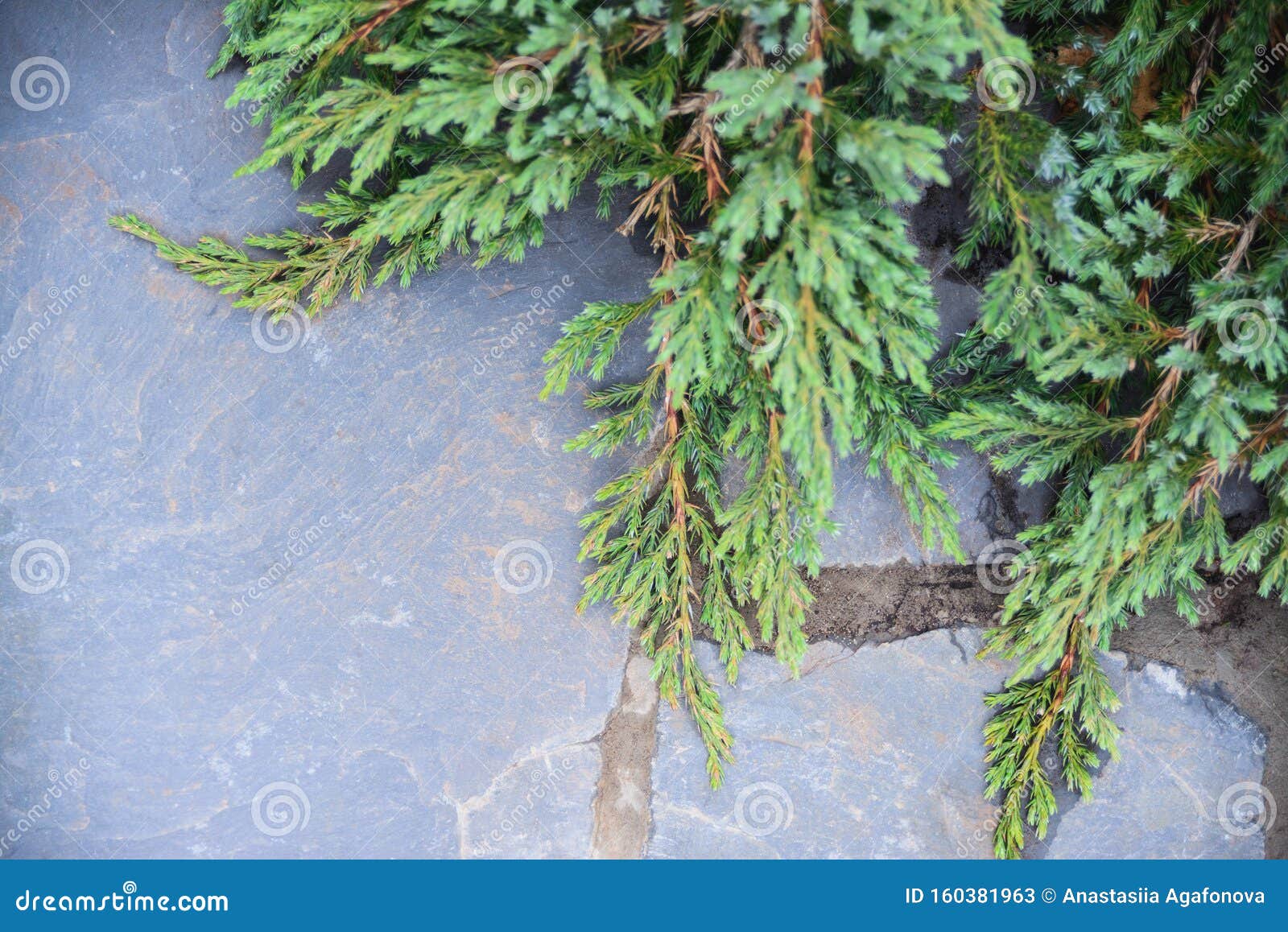 Juniper Branches on Natural Stone Background Stock Image - Image of ...