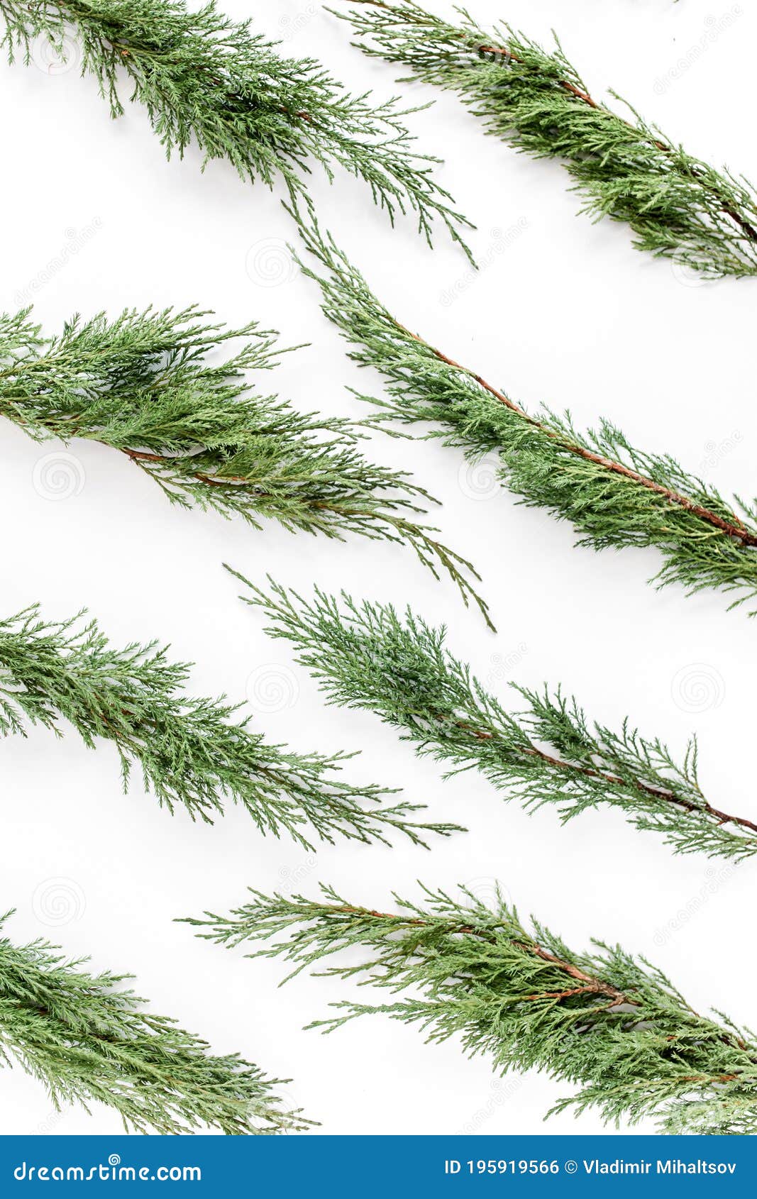 Juniper Branches Pattern on White Background. Christmas Composition ...