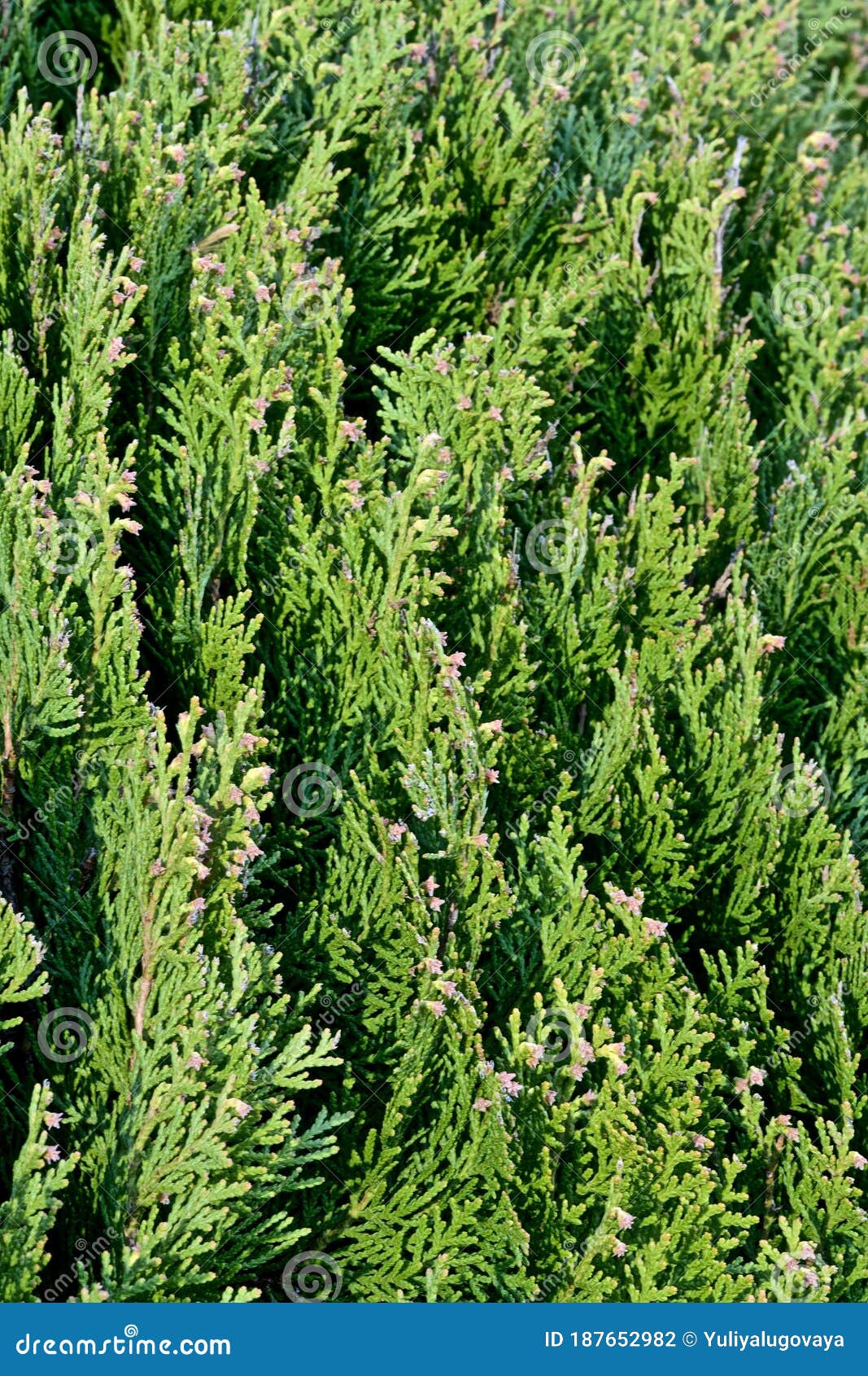 Juniper Branches with Seeds Close-up Stock Photo - Image of decorative ...