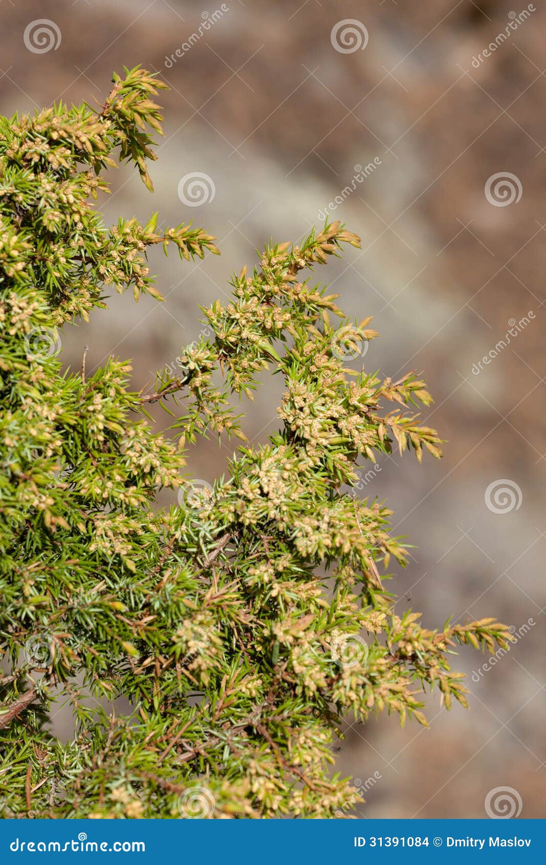 Juniper branches stock photo. Image of needle, growth - 31391084