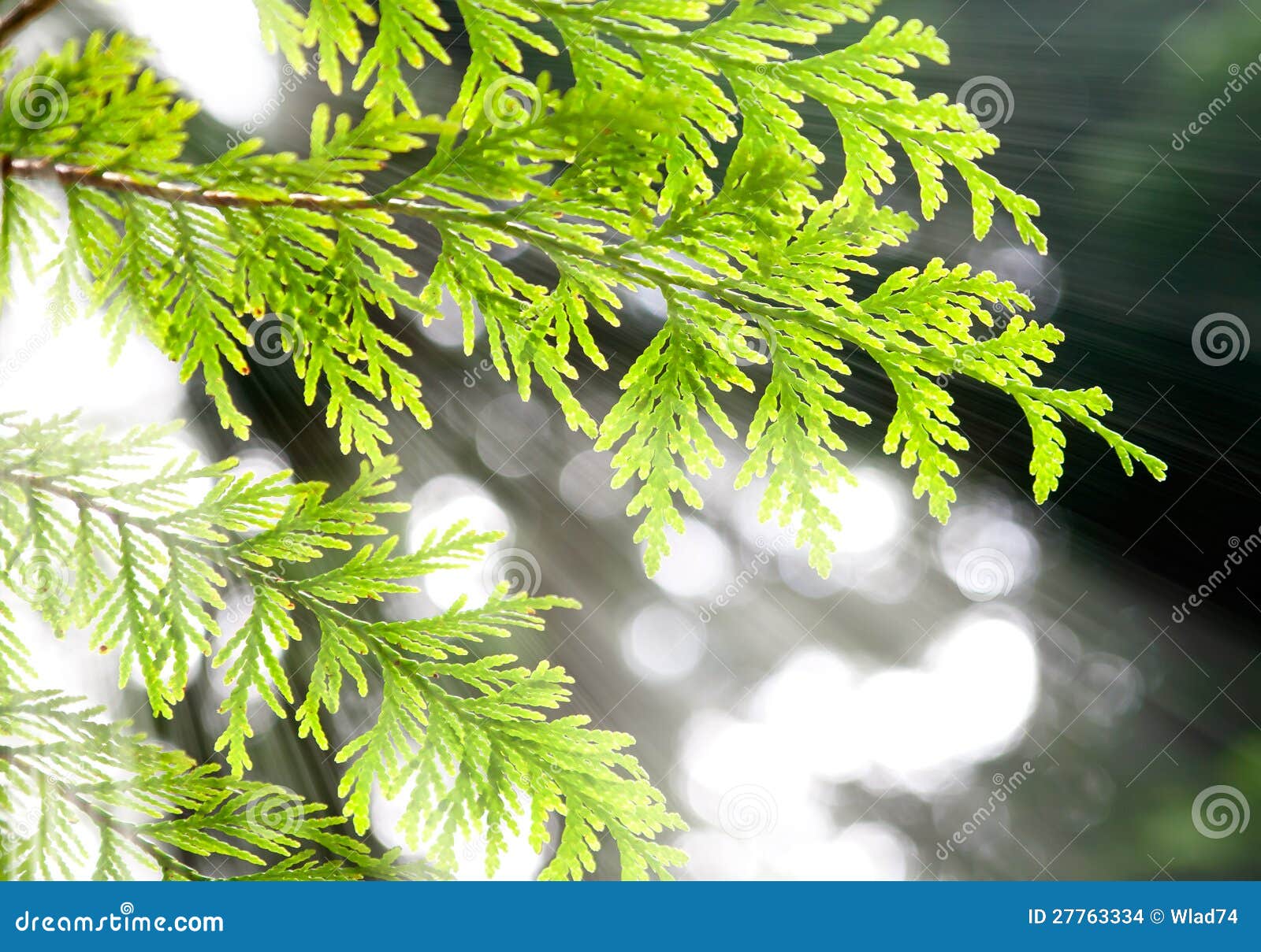 Juniper Branches in Sunlight Stock Photo - Image of leaf, nature: 27763334