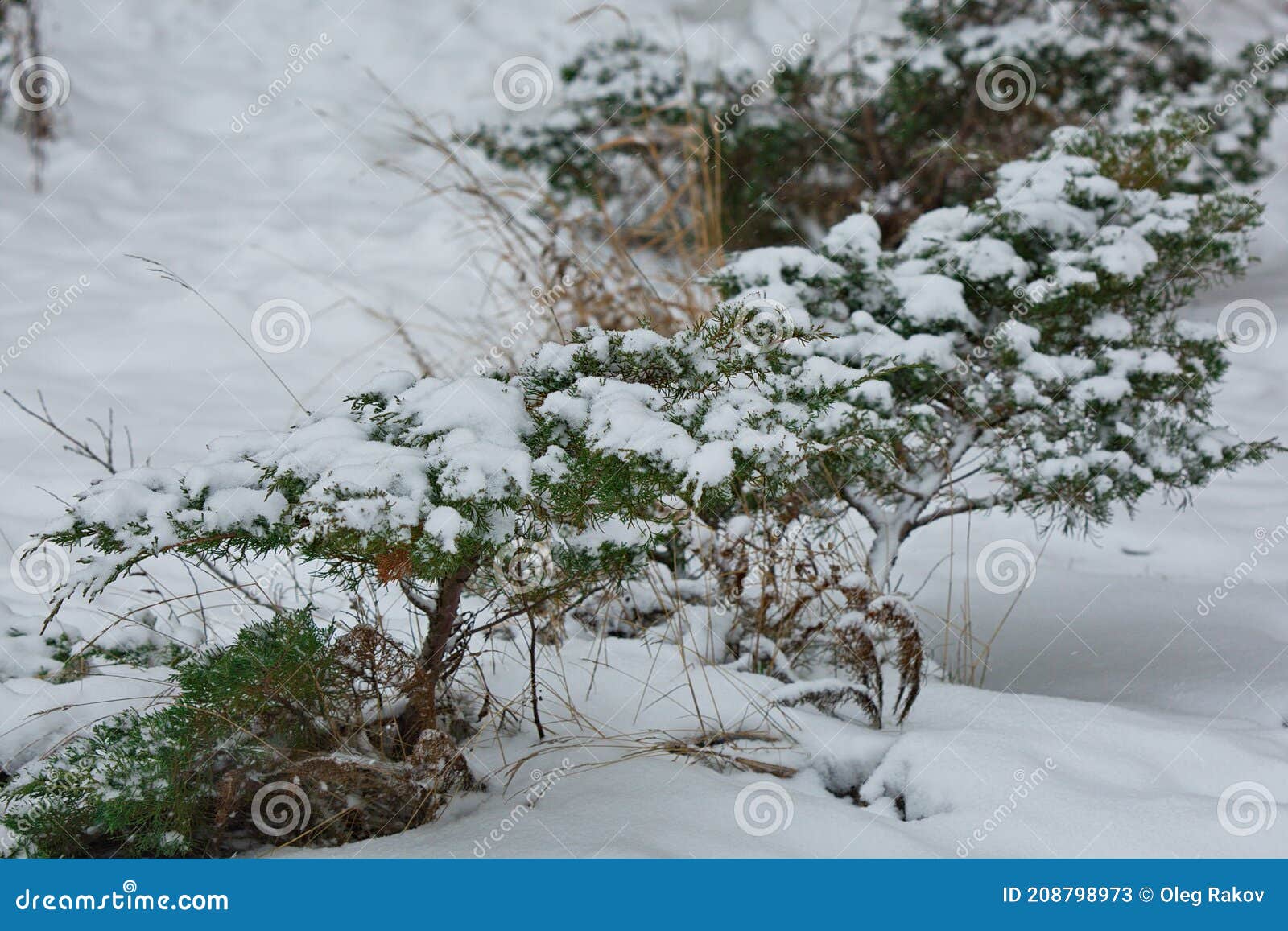 Juniper Branches Under the Snow. Stock Image - Image of spring ...