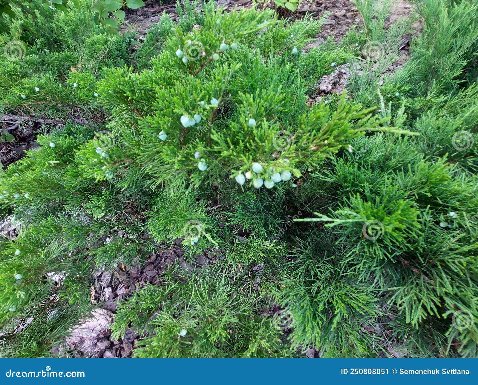 Juniper bush with berries. stock image. Image of juniper - 250808051