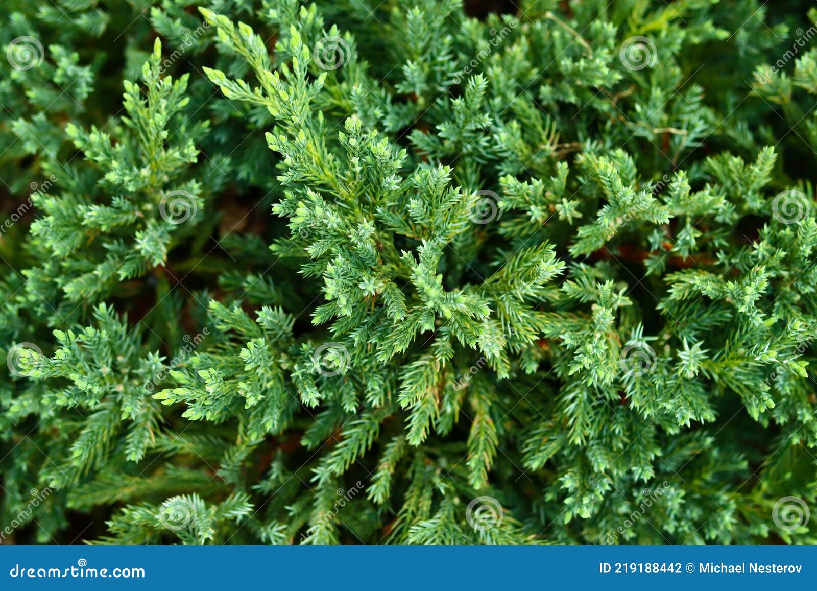 Juniper Bush Branches Close Up. Background, Texture Stock Photo - Image ...