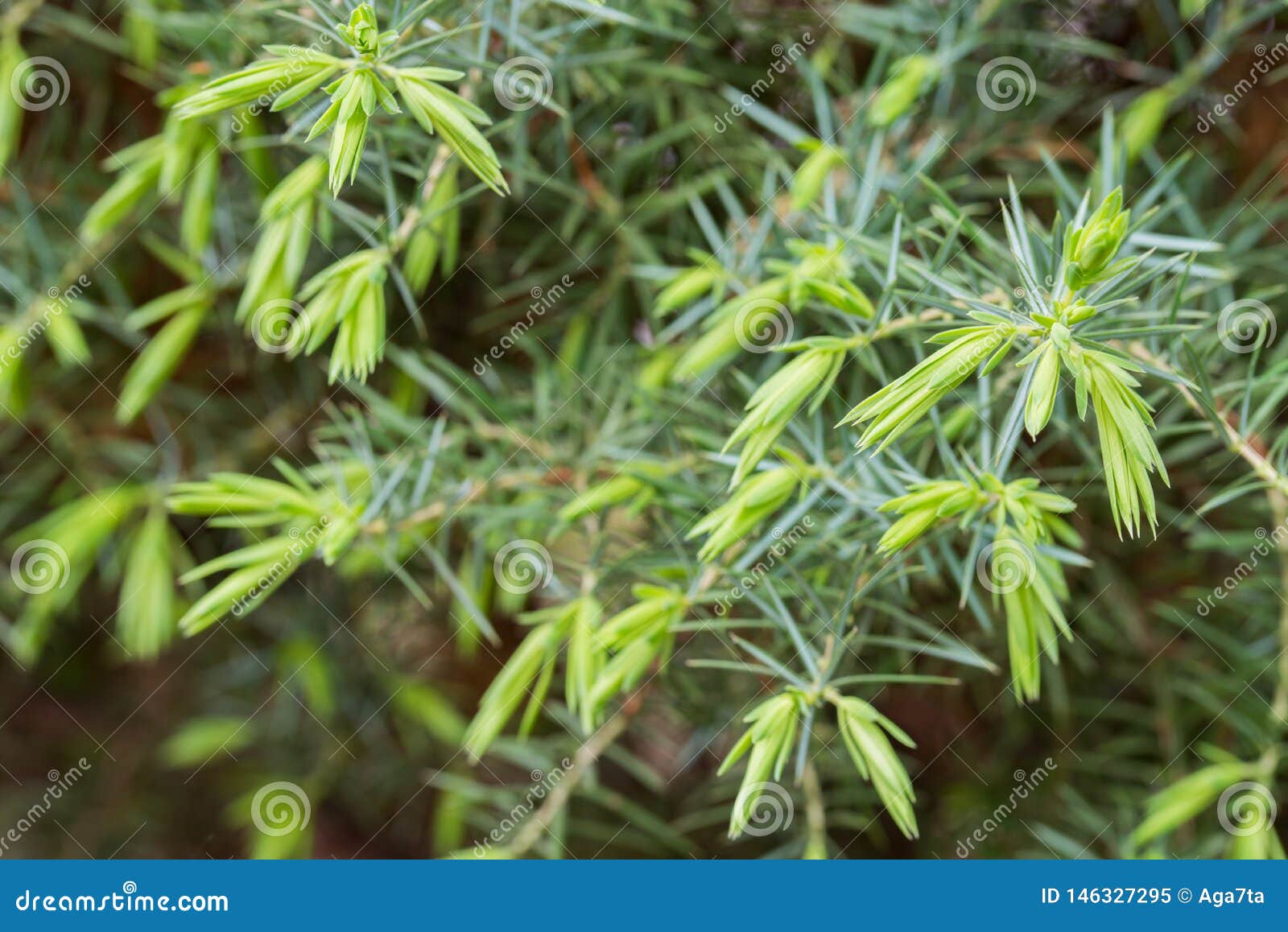 Juniper Bush Branches Closeup Stock Image - Image of environmental ...