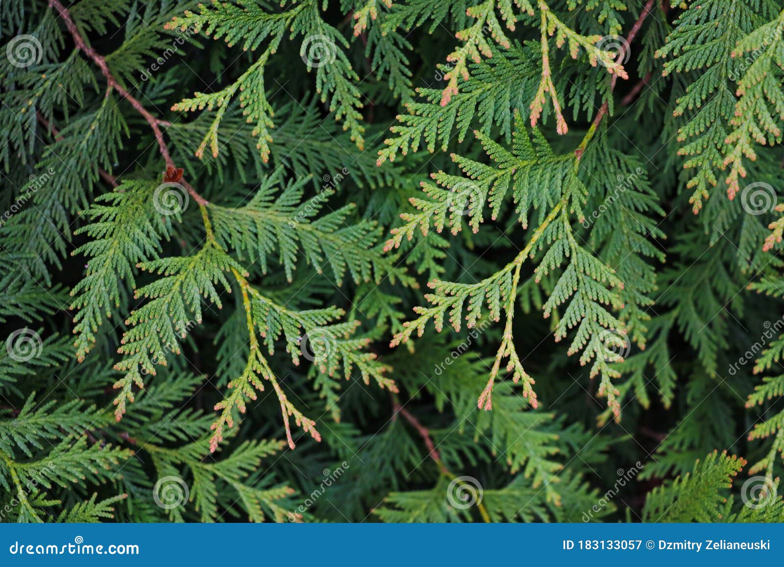 The Juniper Bush Close Up. Background Stock Image - Image of ingredient ...
