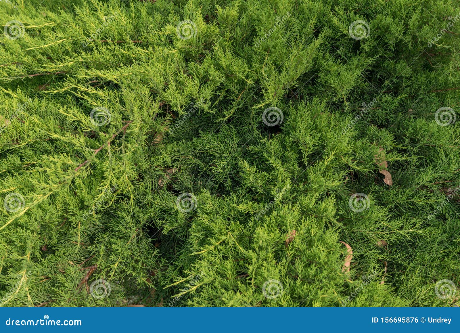 Juniper Bush Closeup. Background with Juniper Branches Stock Photo ...