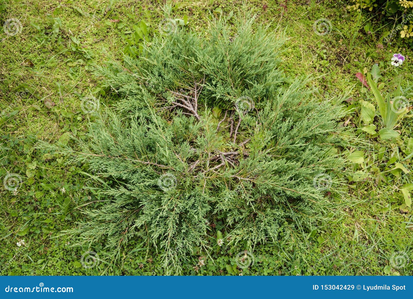 The Juniper Bush Closeup. Background with Juniper Branches Growing in ...