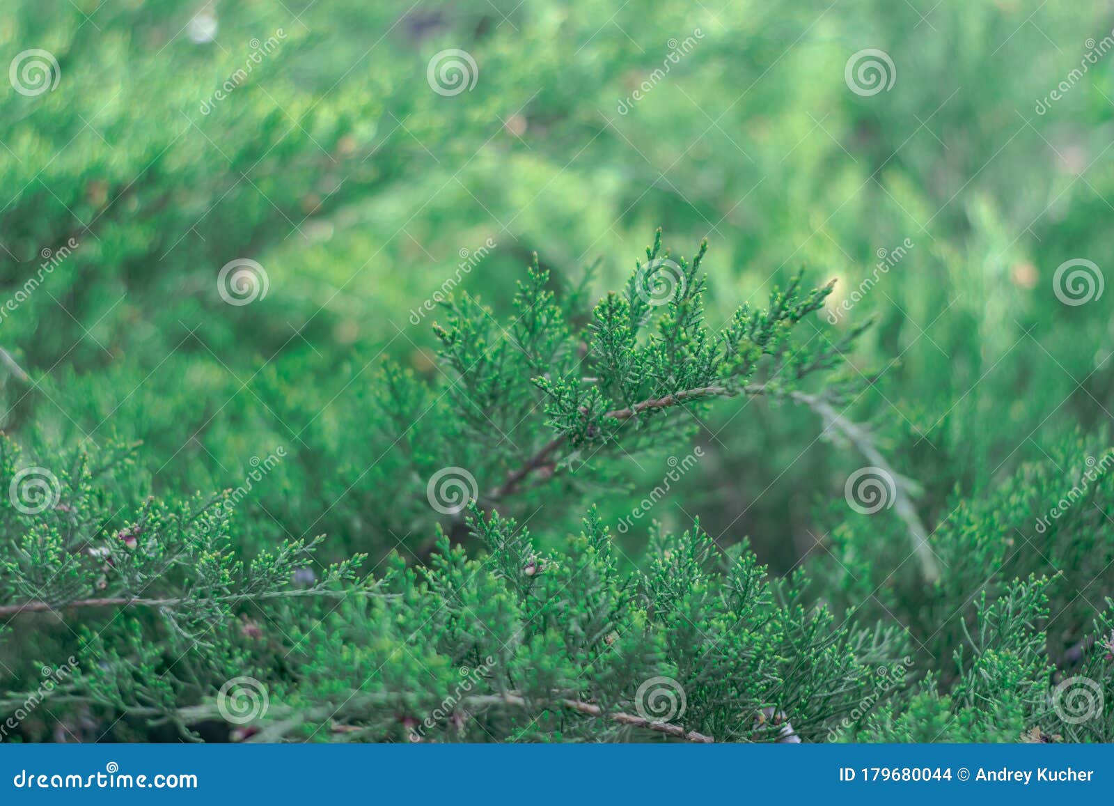 The Juniper Bush Closeup. Background with Juniper Branches Growing in ...