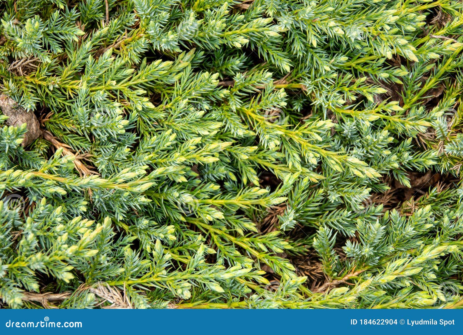 The Juniper Bush Closeup. Background with Juniper Branches Growing in ...