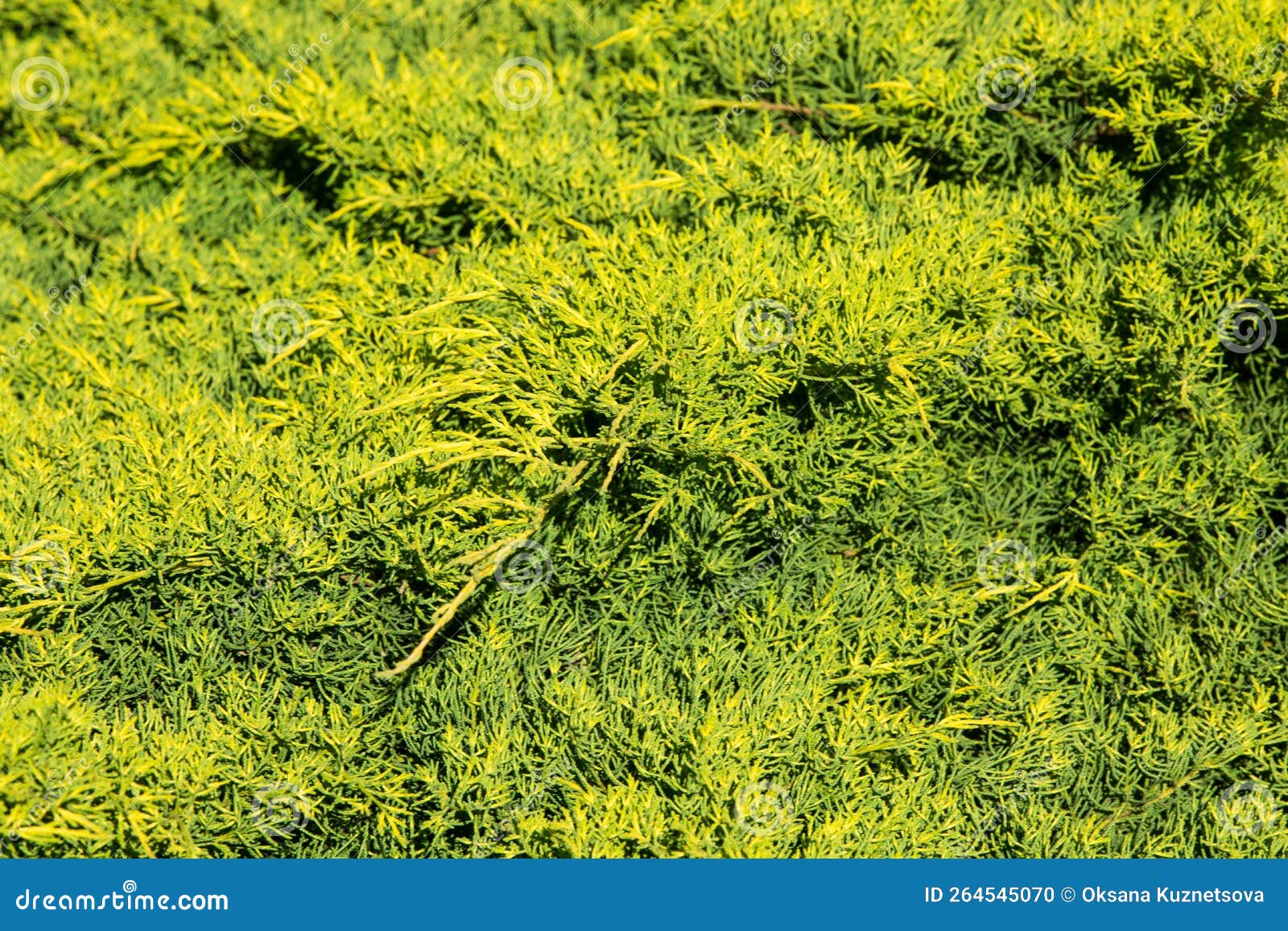 The Juniper Bush Closeup. Background with Juniper Branches Growing in ...