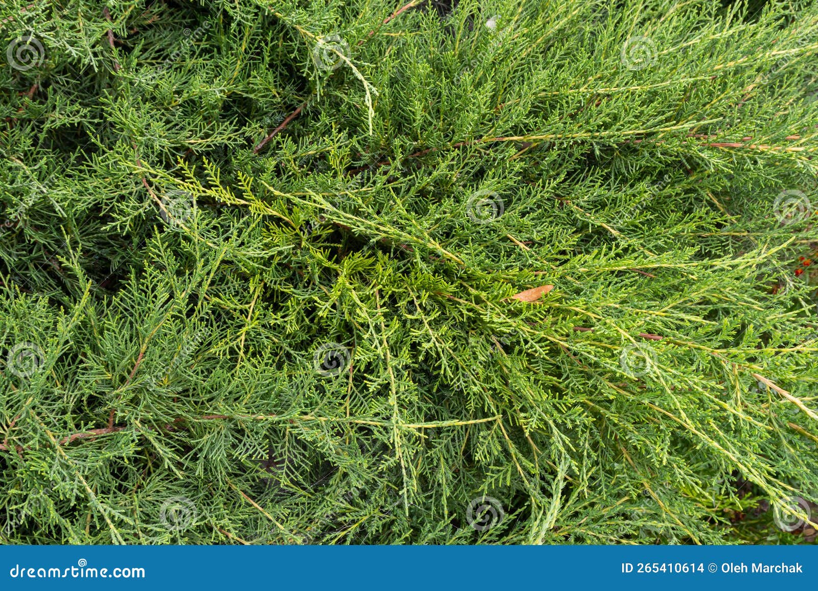 The Juniper Bush Closeup. Background with Juniper Branches Growing in ...