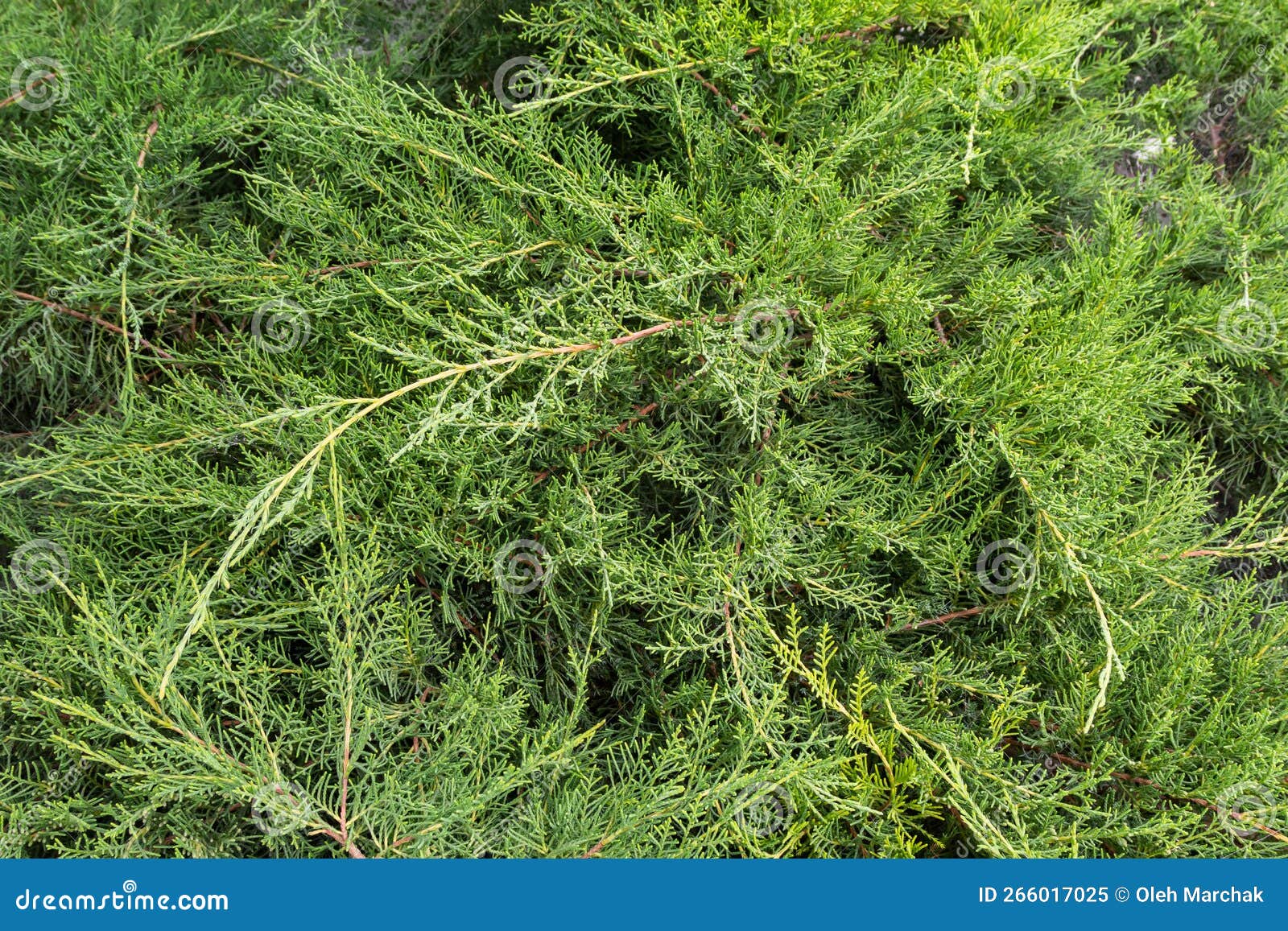 The Juniper Bush Closeup. Background with Juniper Branches Growing in ...