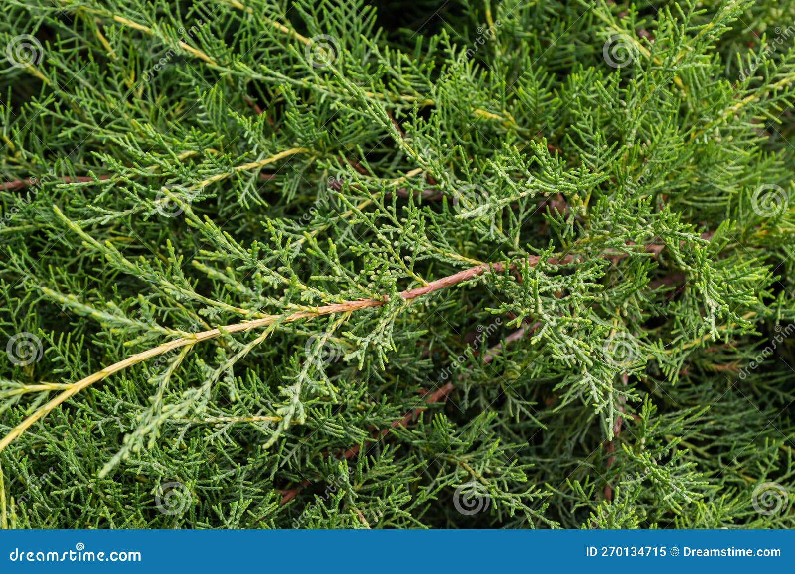 The Juniper Bush Closeup. Background with Juniper Branches Growing in ...