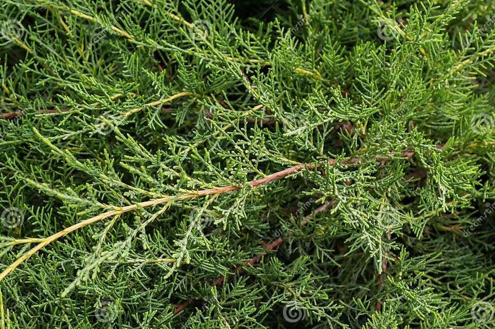 The Juniper Bush Closeup. Background with Juniper Branches Growing in ...