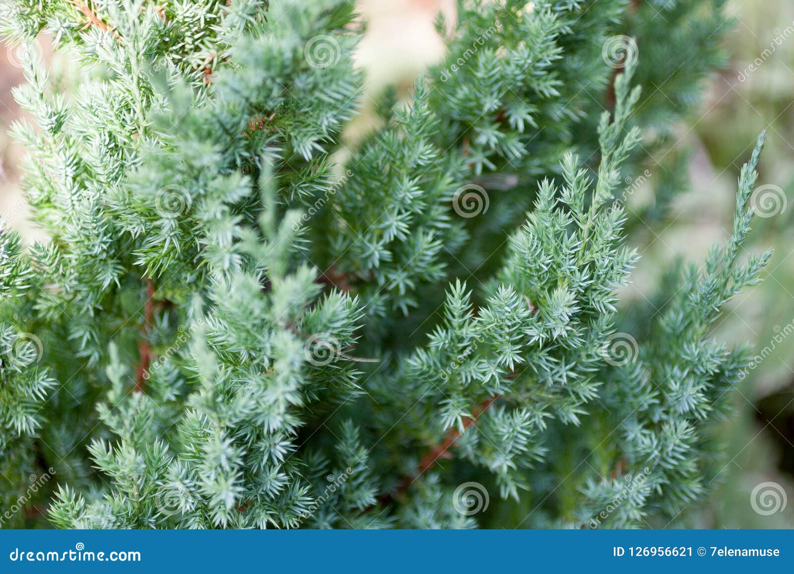 The juniper bush closeup stock image. Image of ecology - 126956621