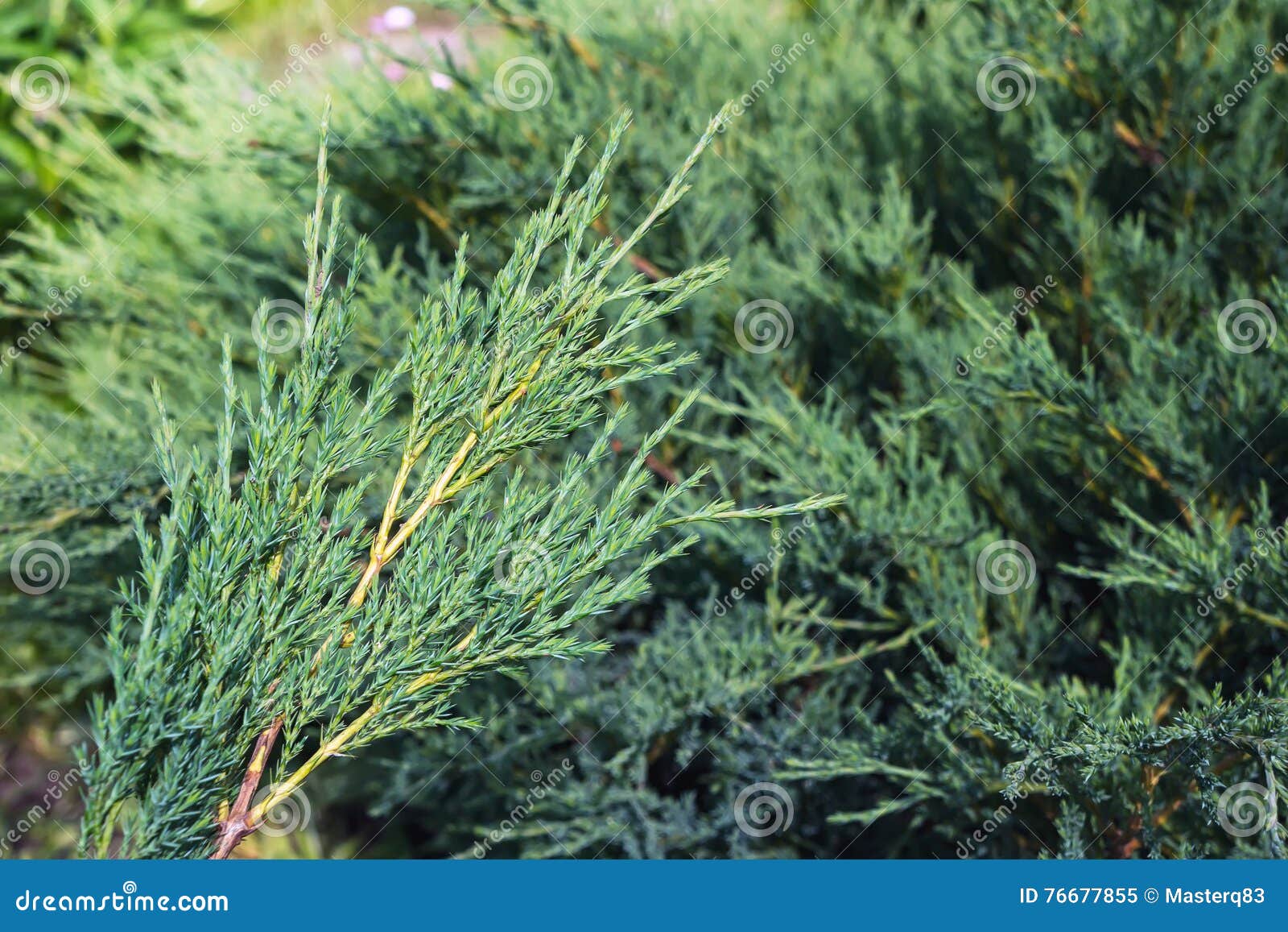 Juniper bush stock image. Image of background, evergreen - 76677855
