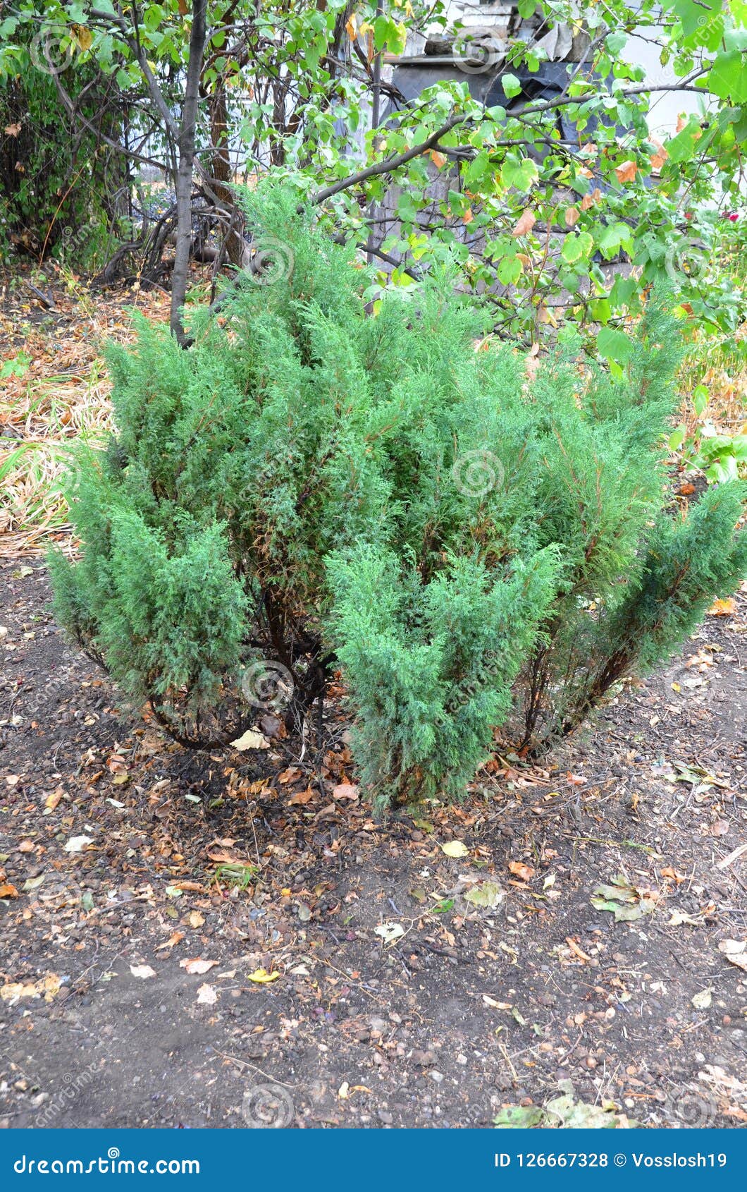 The juniper bush. stock photo. Image of color, leaf - 126667328