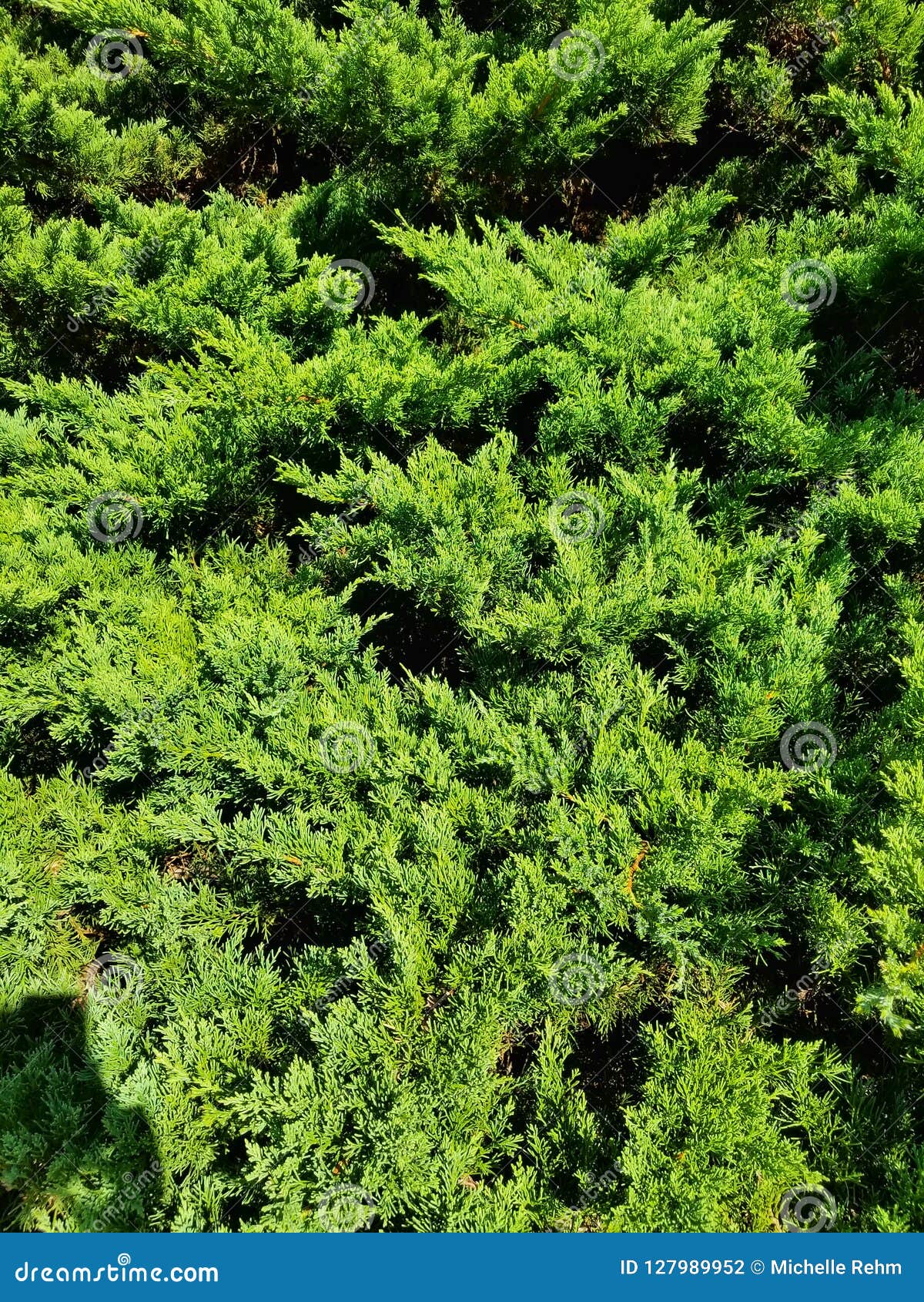 Juniper bush stock photo. Image of background, juniper - 127989952