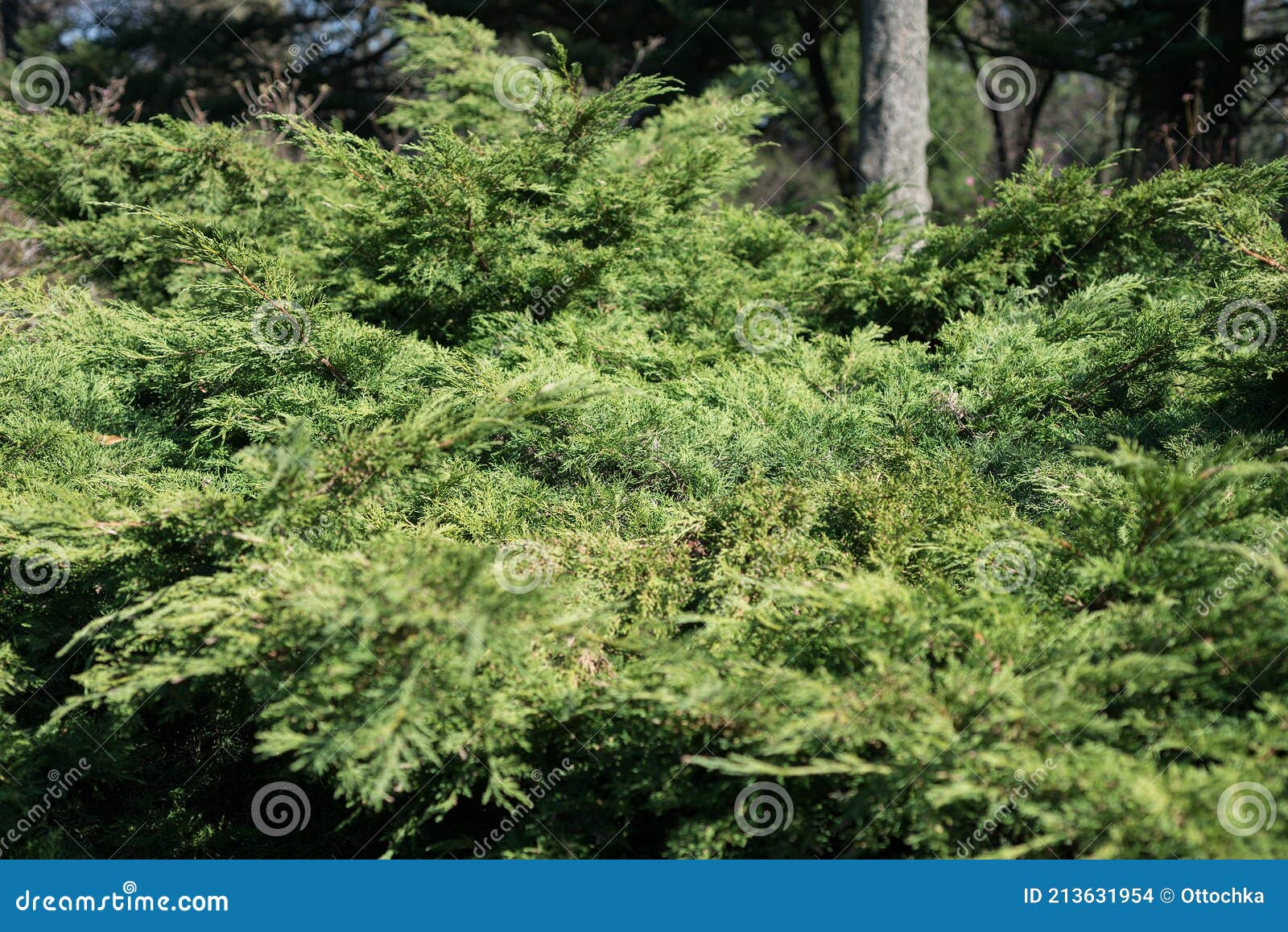 Juniper bush horizontal stock photo. Image of blossom - 213631954