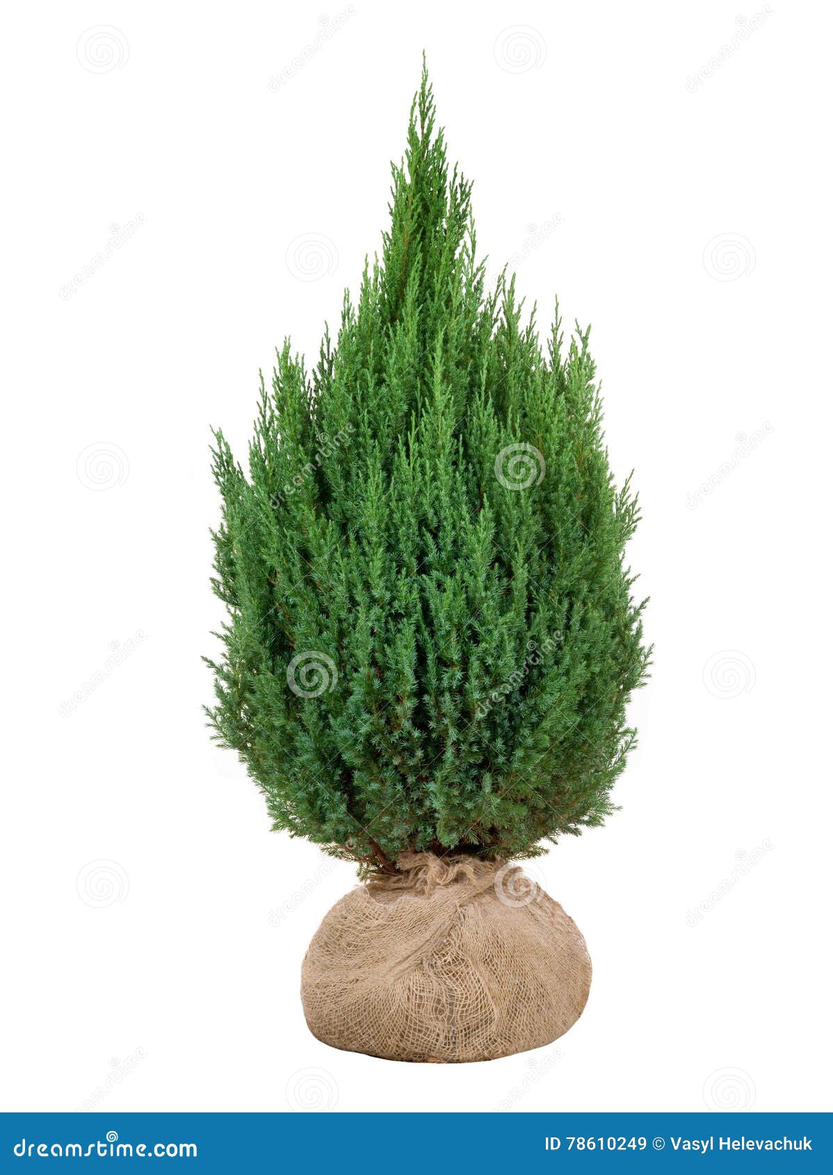 Juniper Bush In Form Of Ball. Bridge Over The Brook In The Park ...