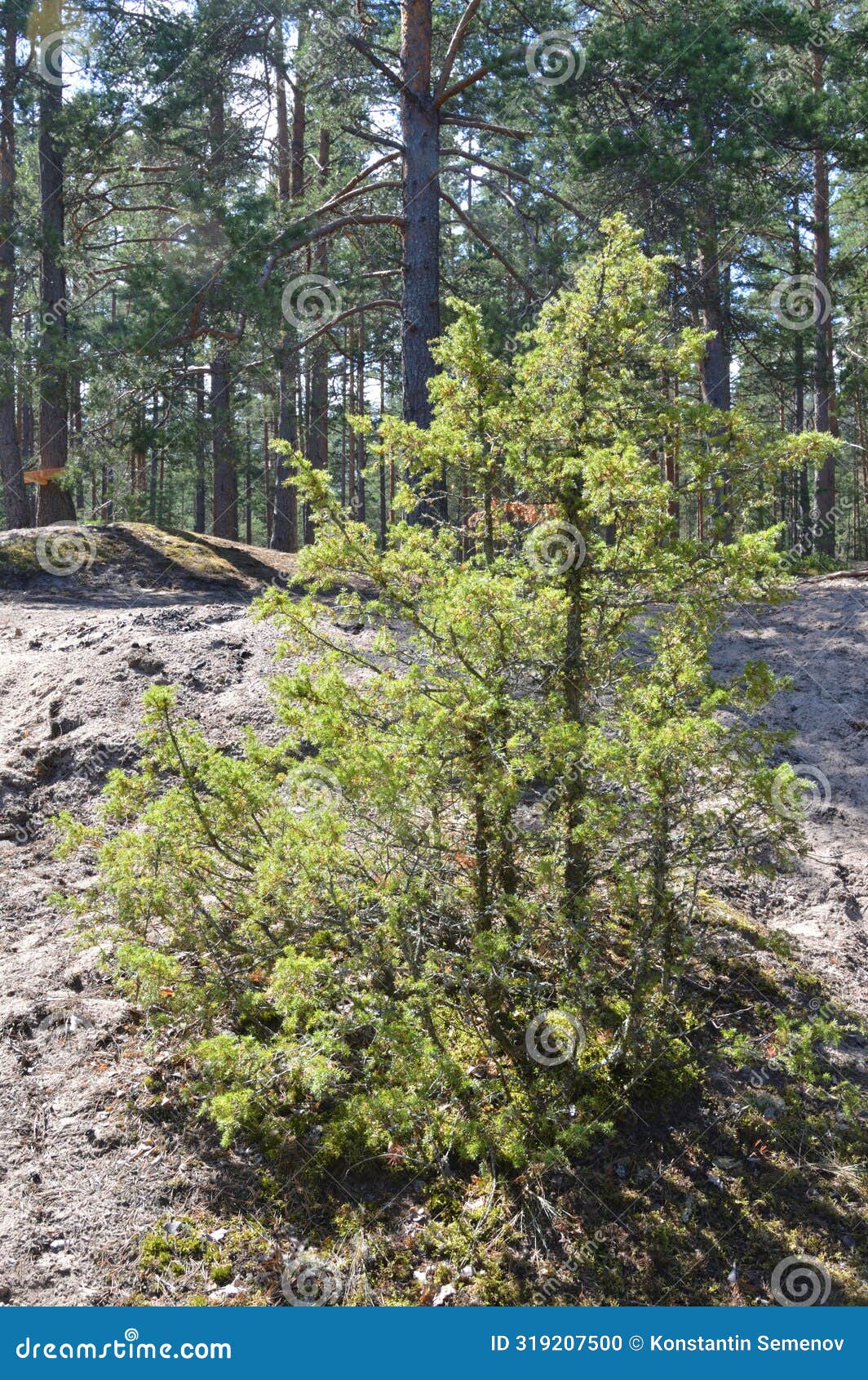 Juniper bush stock photo. Image of bush, flora, juniper - 319207500