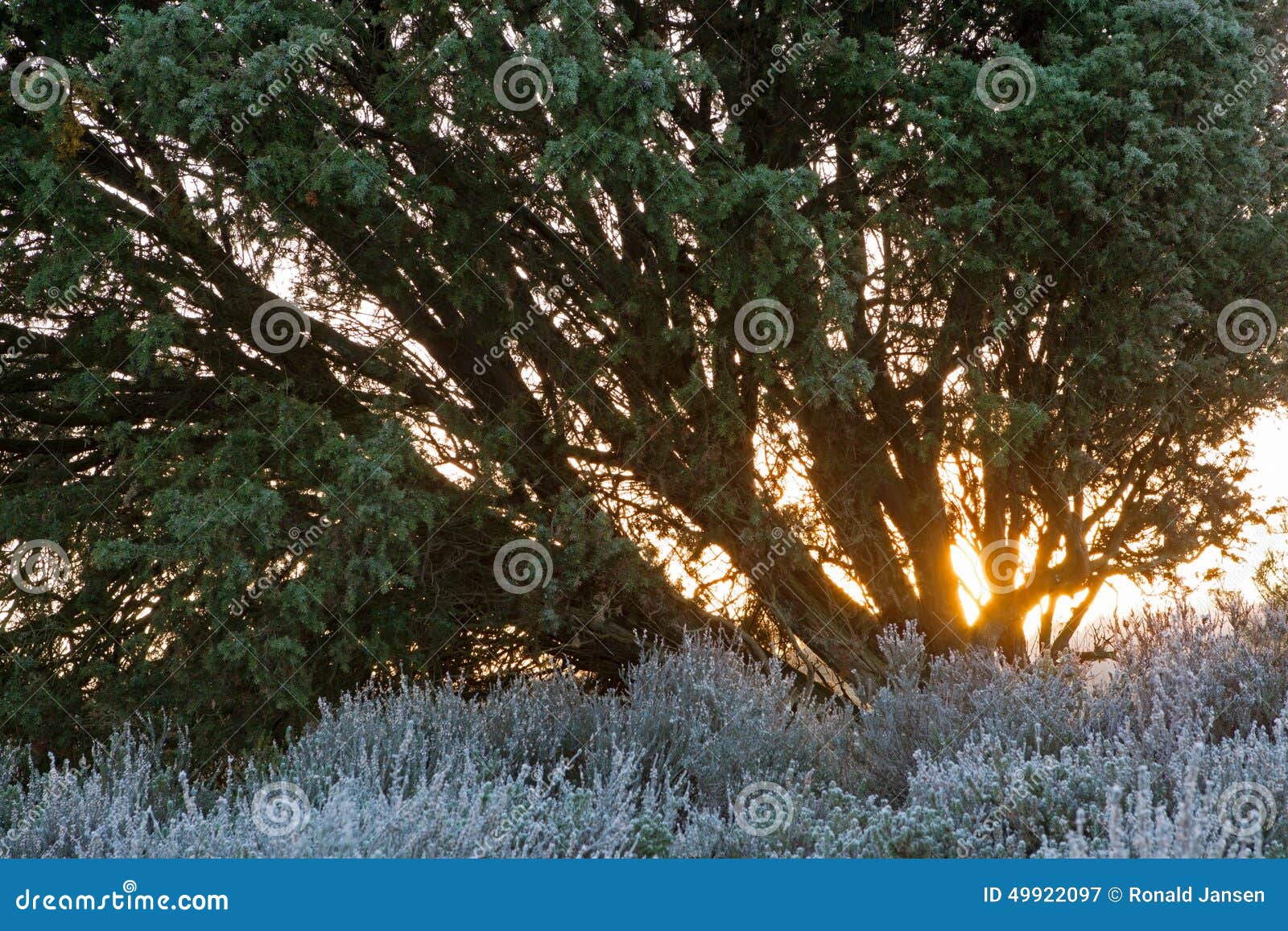 Juniper Bush in the Light of the Rising Sun Stock Image - Image of ...