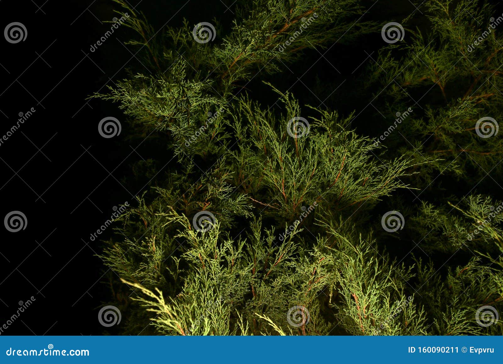Juniper bush at night stock image. Image of coniferous - 160090211