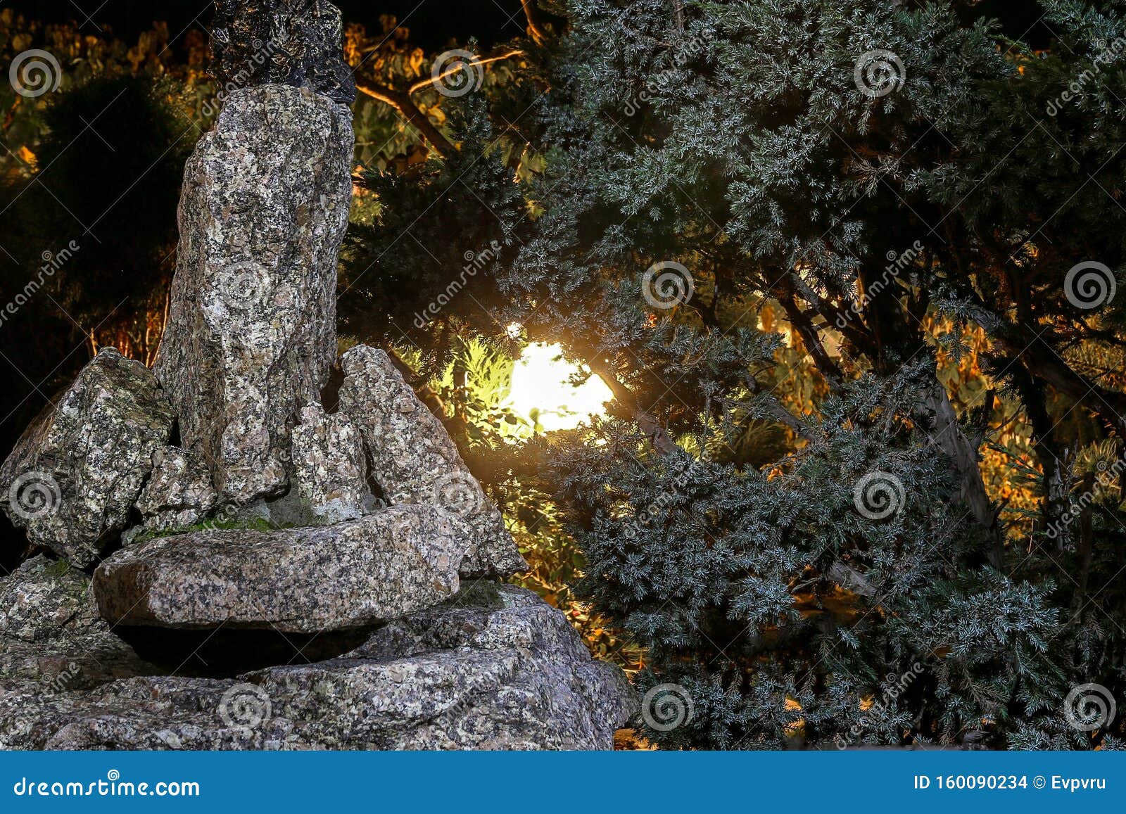 Juniper bush at night stock photo. Image of branch, night - 160090234