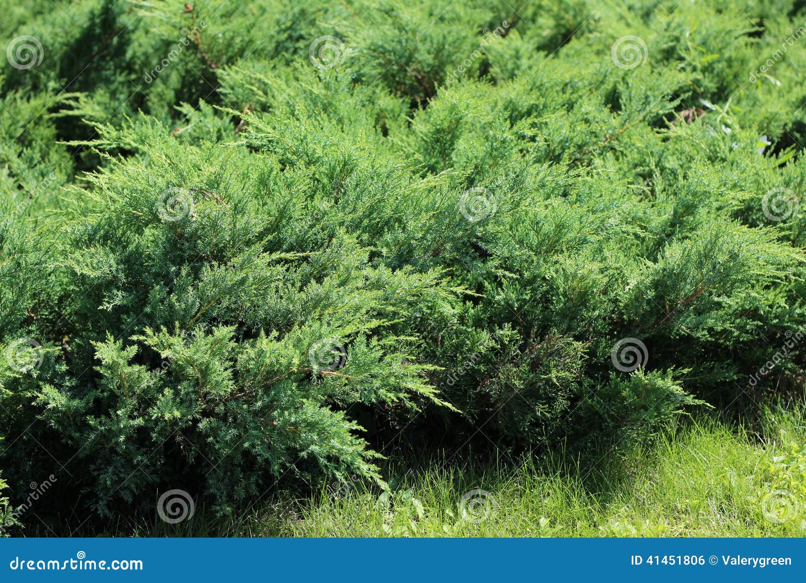 Juniper bushes stock photo. Image of park, bush, beautiful - 41451806