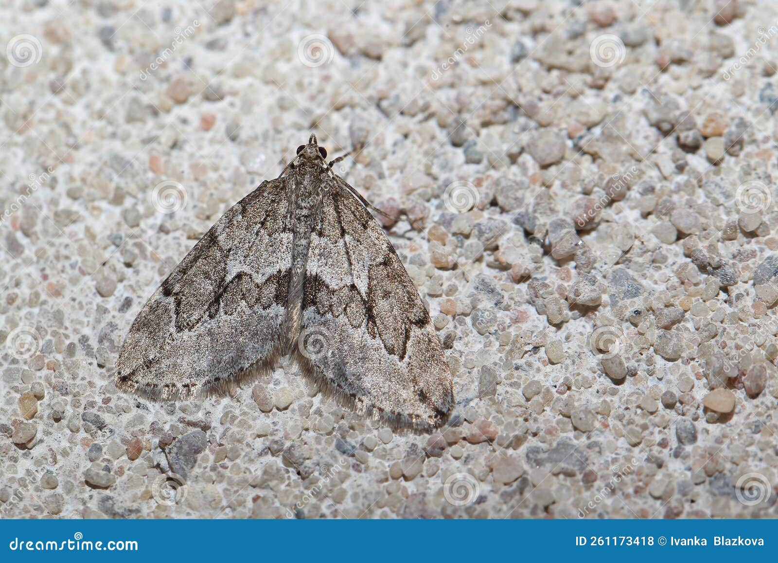 Juniper carpet on wall stock photo. Image of wall, nature - 261173418
