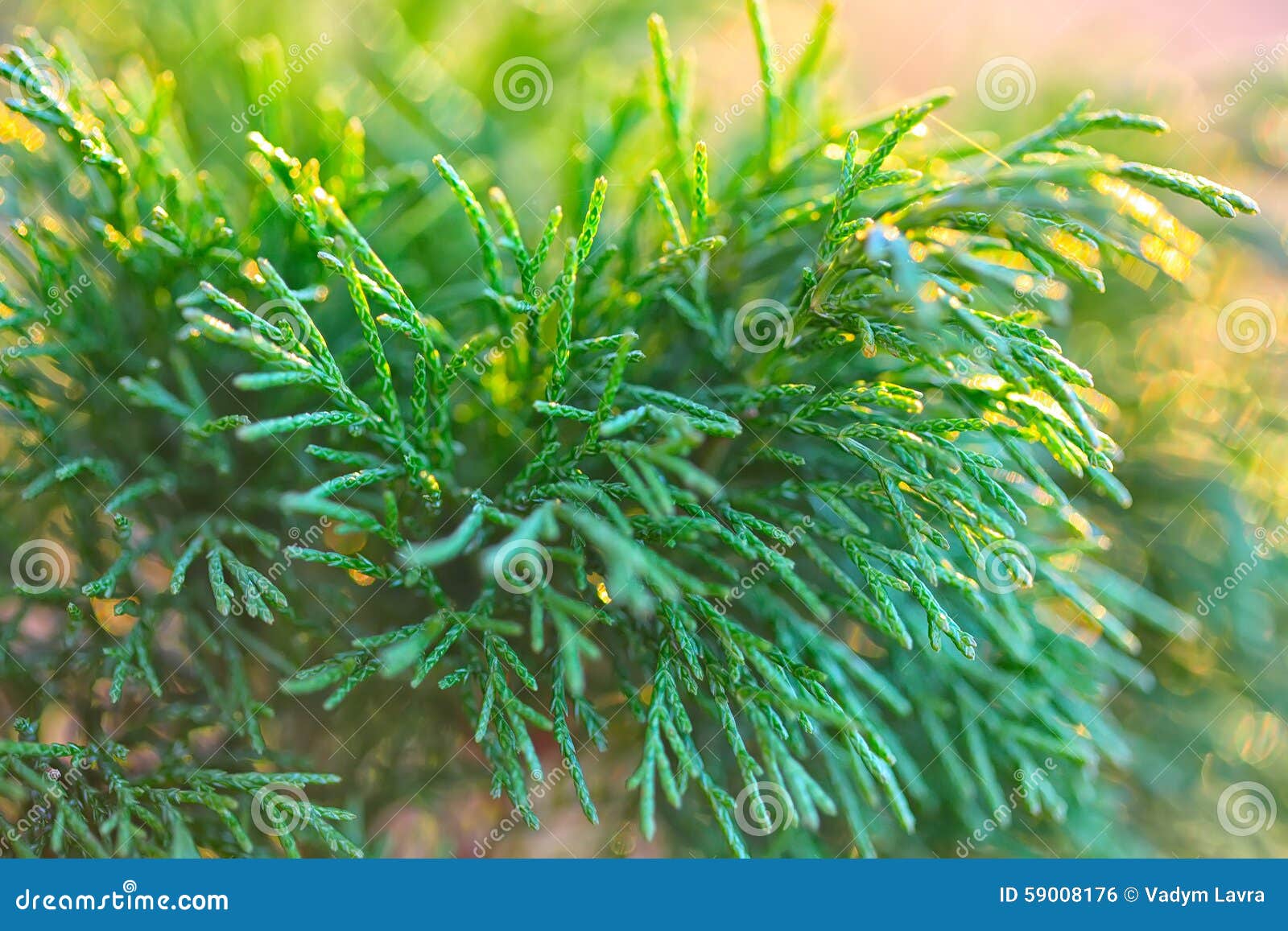 Juniper close up stock photo. Image of decoration, nature - 59008176