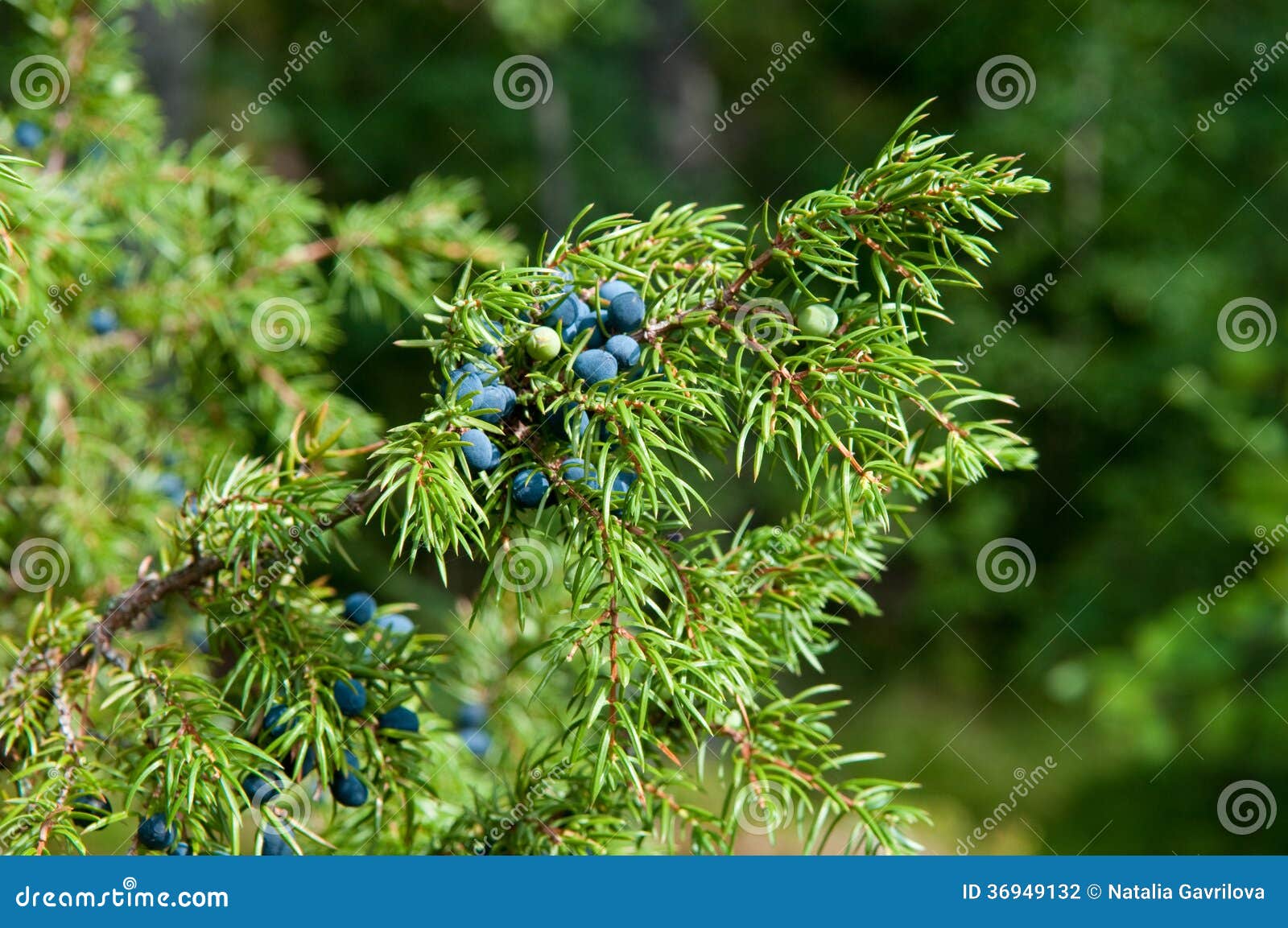 1,446 Juniper Horizontal Photos - Free & Royalty-Free Stock Photos from ...