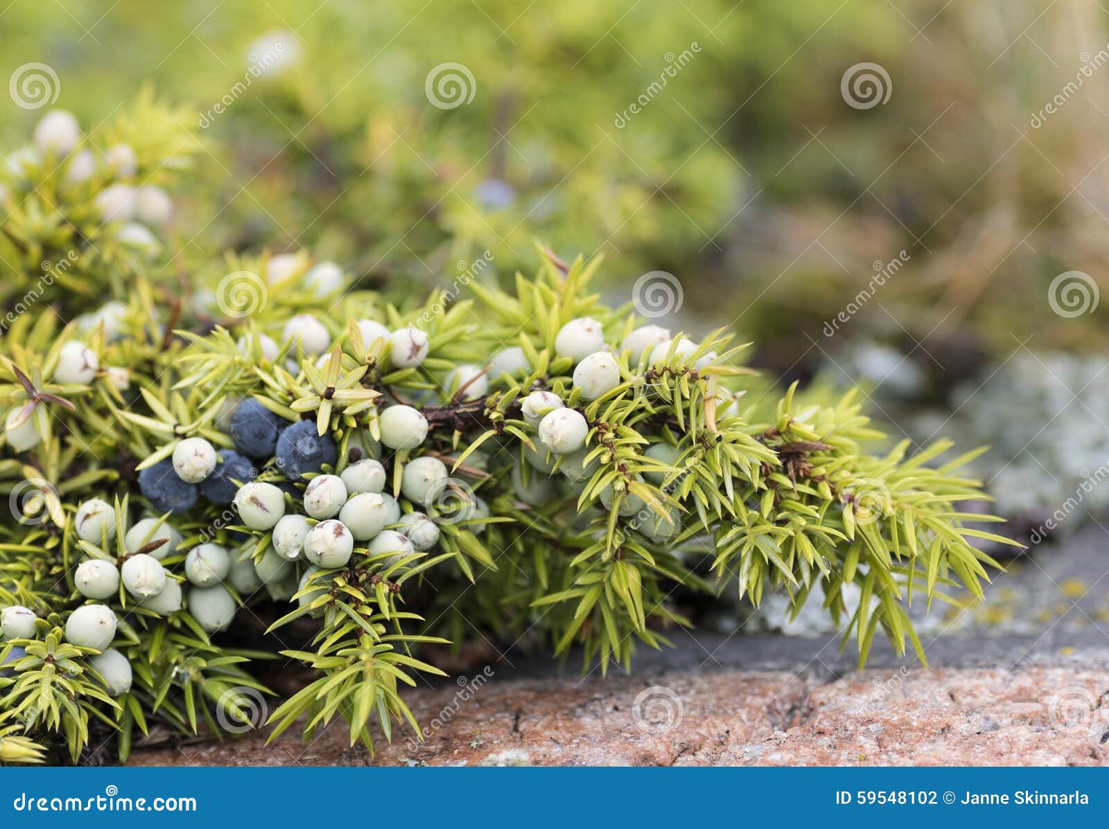 Juniper stock photo. Image of cone, coniferous, finland - 59548102