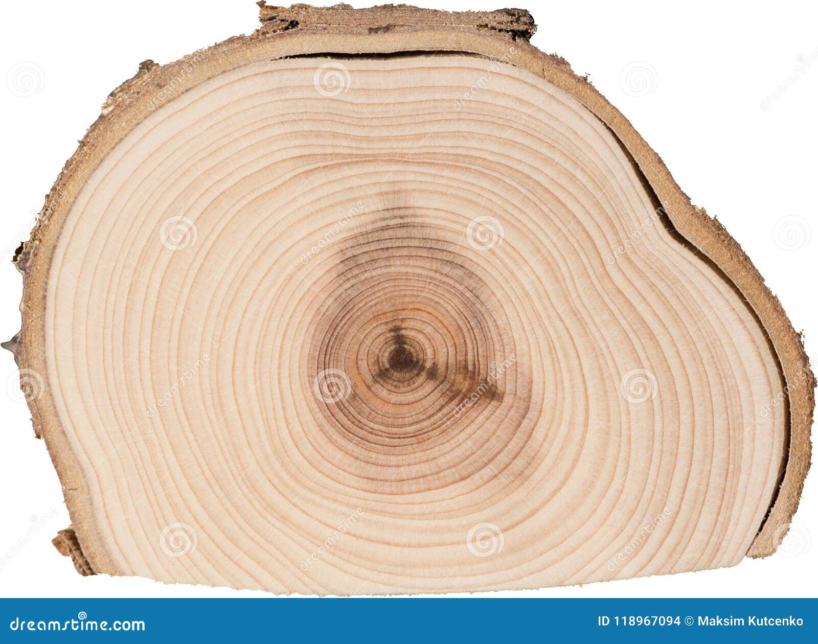 Juniper core macro stock photo. Image of massif, juniper - 118967094