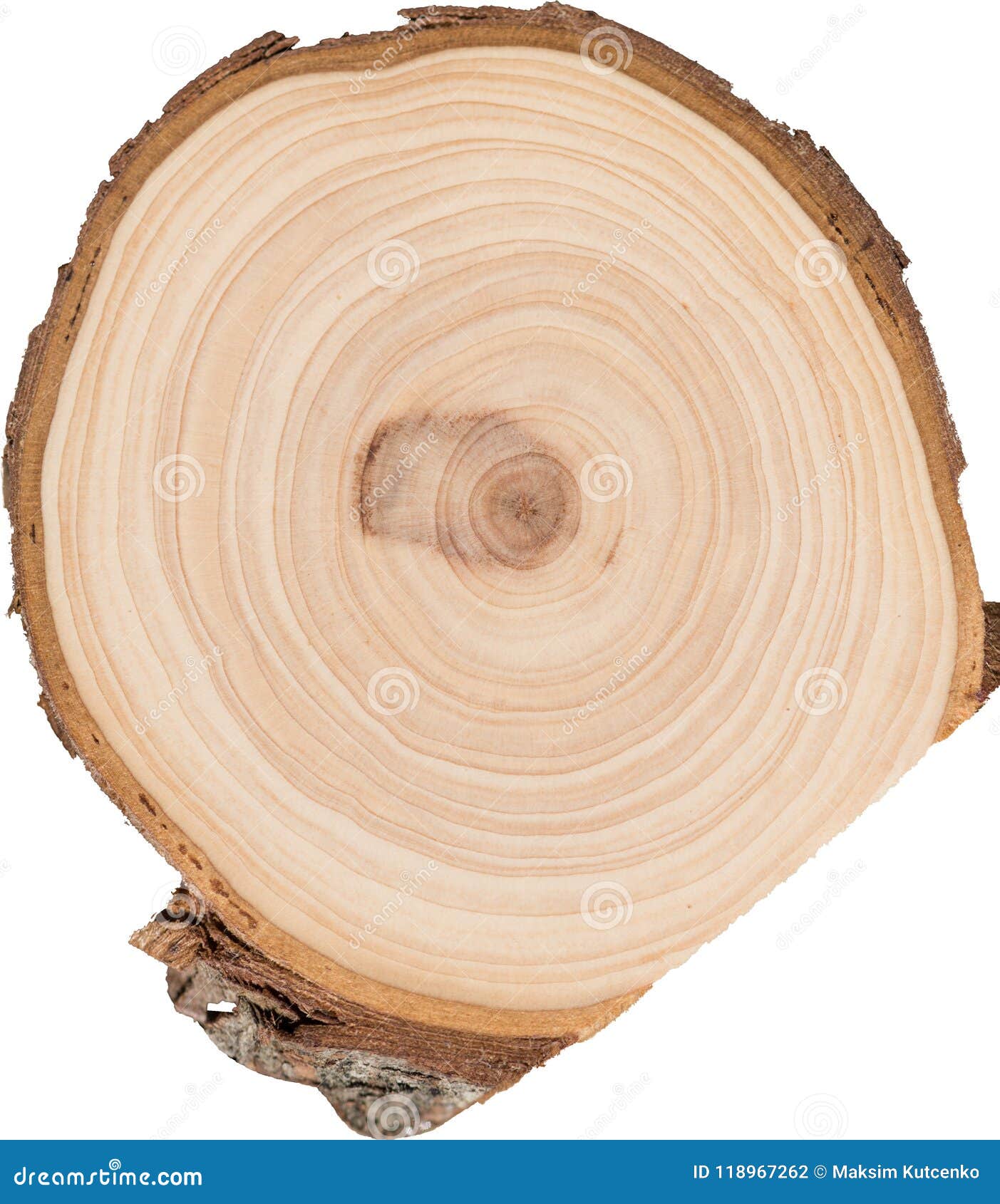 Juniper core macro stock photo. Image of macro, massif - 118967262