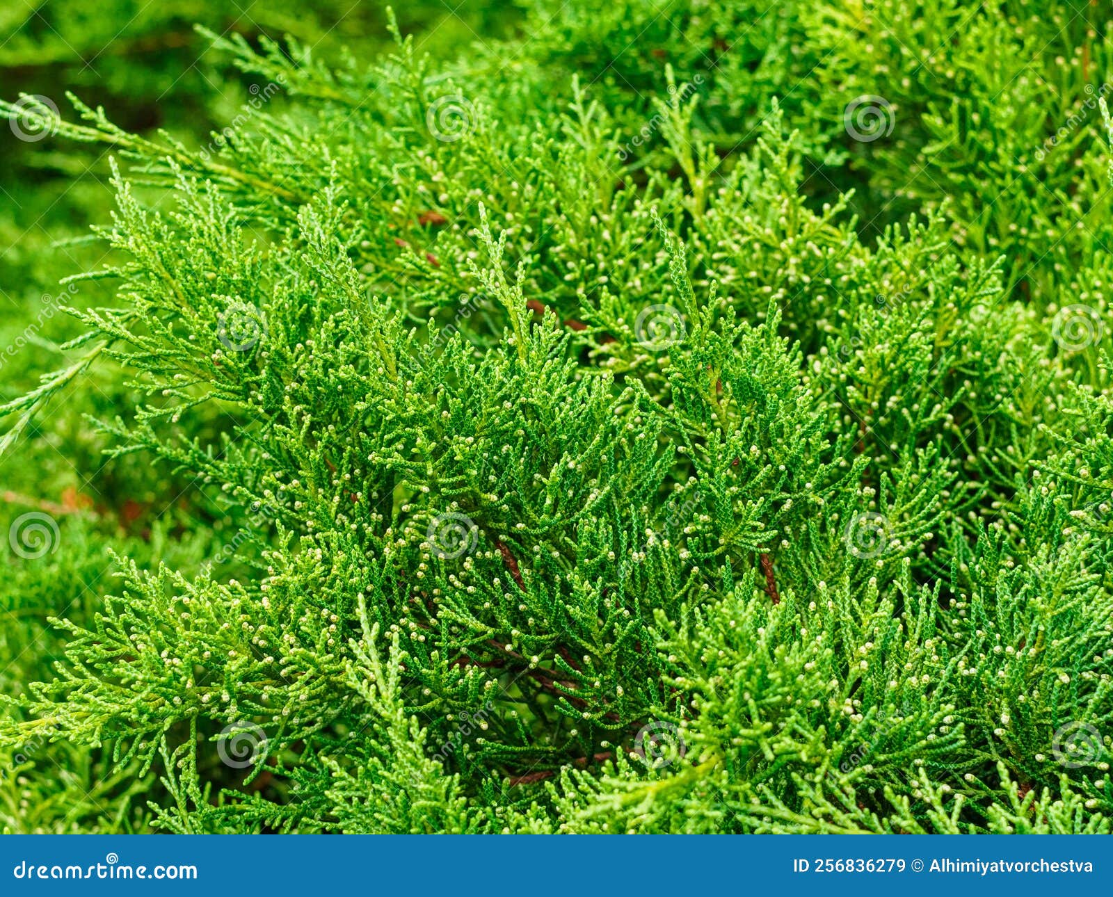 Juniper Cossack - Juniperus Sabina L Stock Image - Image of herbal, juniper: 256836279