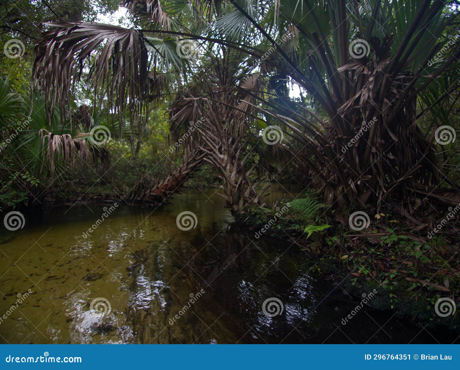 Juniper Creek in Ocala National Forest in Florida Stock Image - Image ...