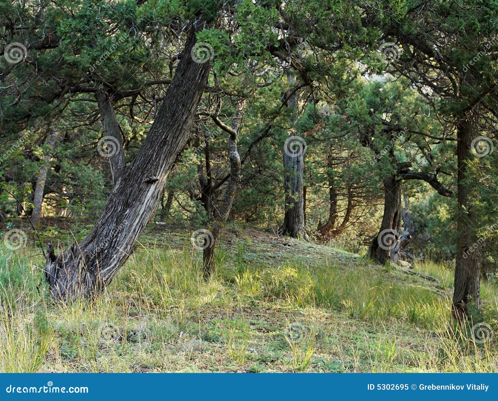 Juniper on Declivity the Mountain. Stock Image - Image of coniferous ...