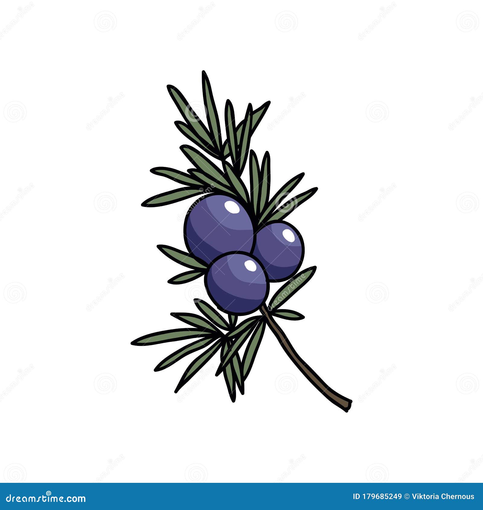 Juniper doodle icon stock illustration. Illustration of botanical ...