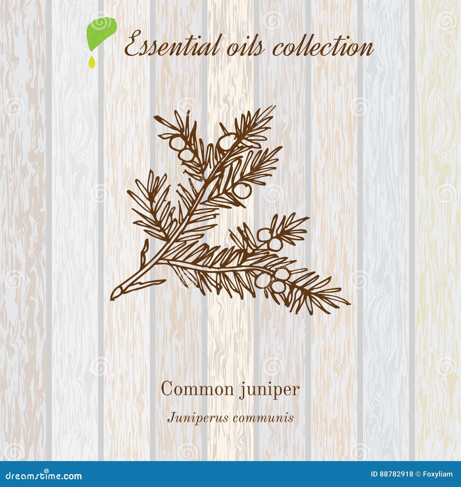 Juniper, Essential Oil Label, Aromatic Plant. Stock Vector ...