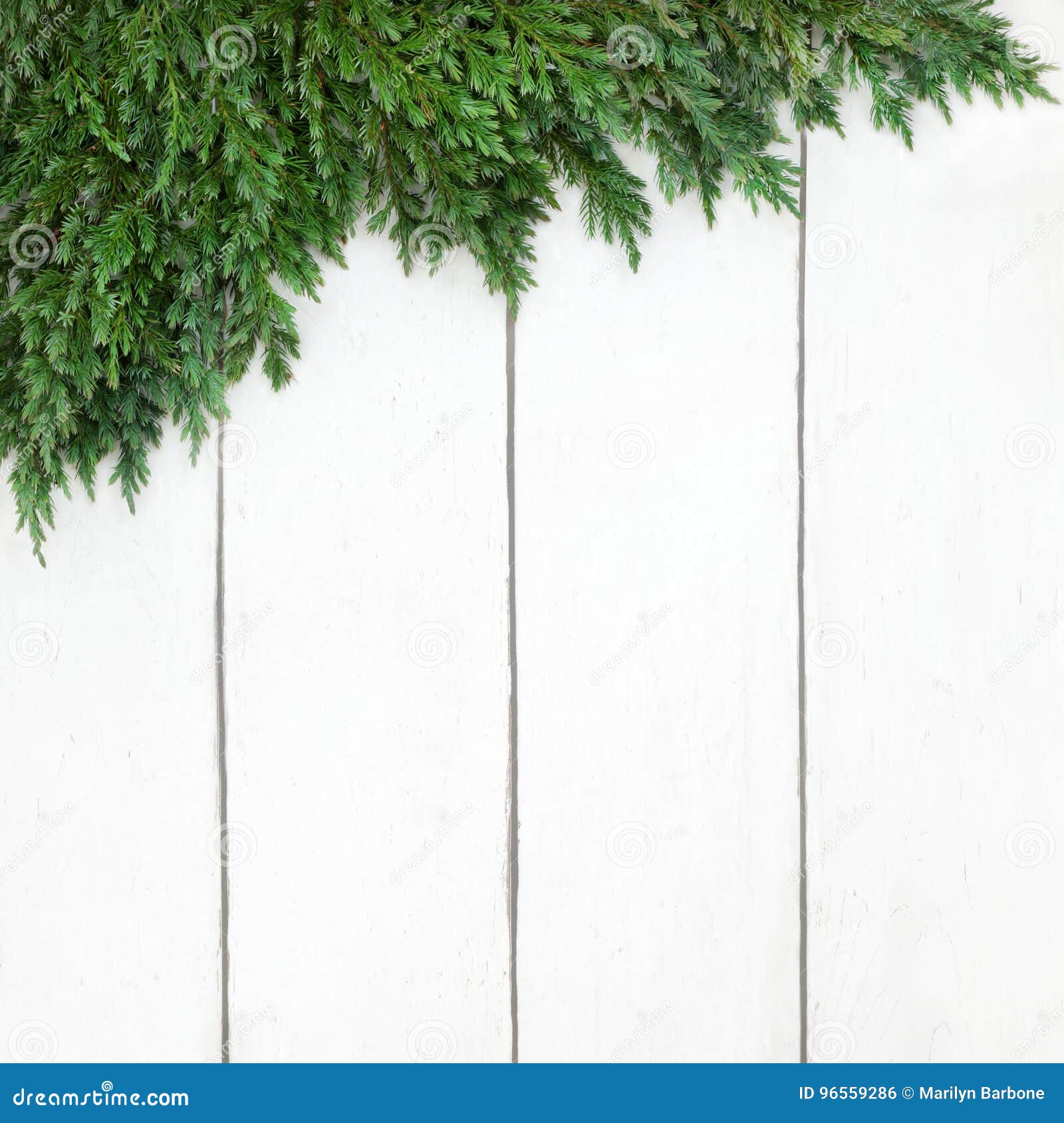 Juniper Fir Background Border Stock Photo - Image of decorative ...