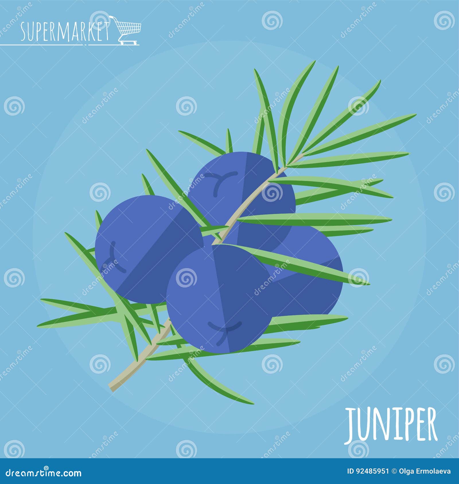 Juniper Flat Design Vector Icon. Stock Vector - Illustration of garden ...