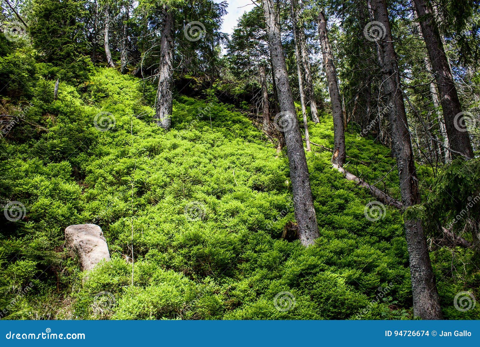 Juniper forest 01 stock photo. Image of high, landscape - 94726674