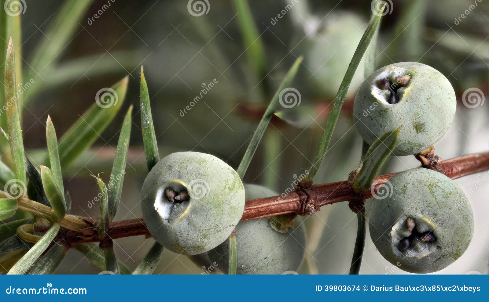 Juniper stock photo. Image of cone, coniferous, juniperus - 39803674