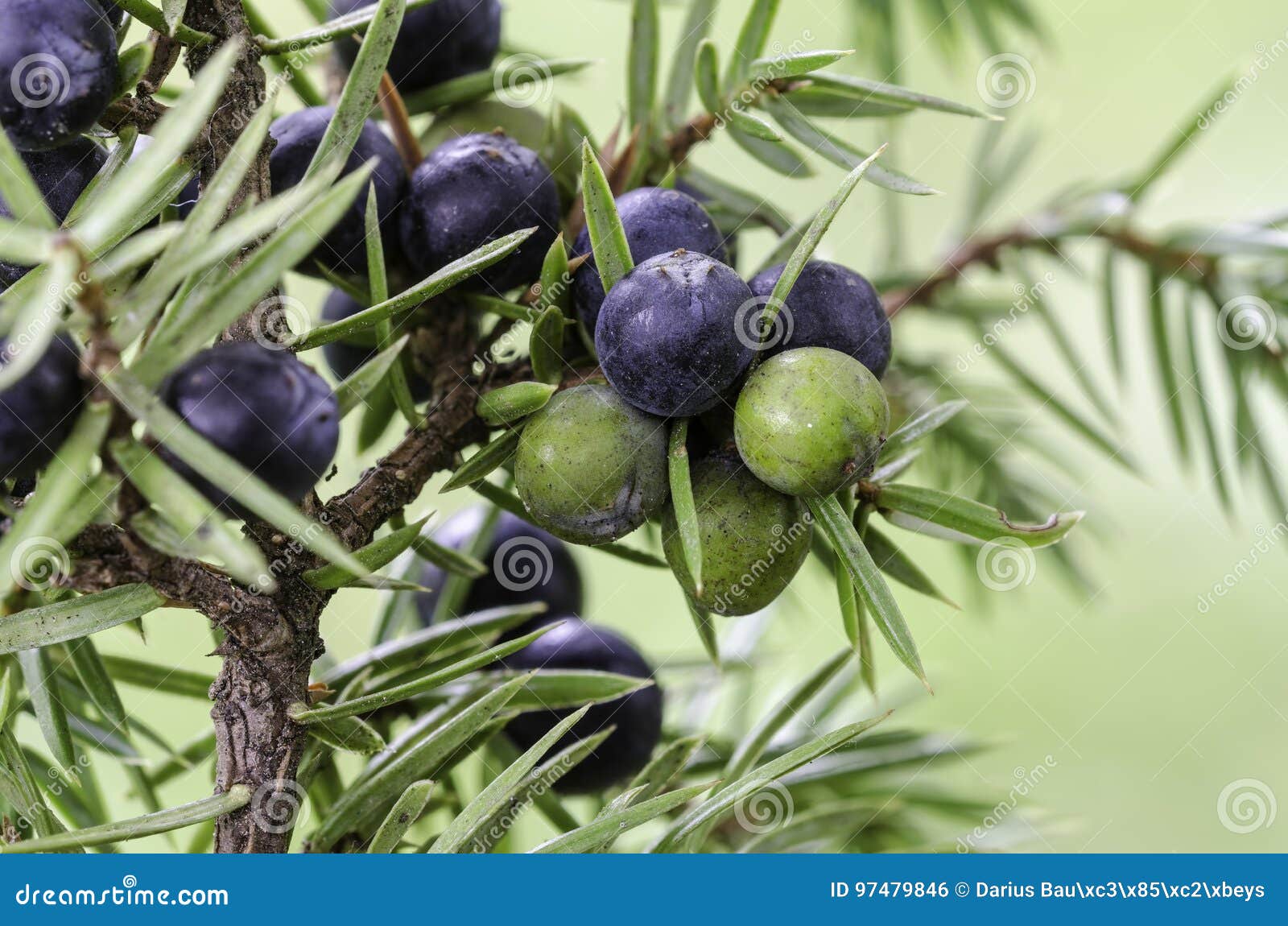 Juniper stock photo. Image of forest, plant, fruit, gymnosperms - 97479846