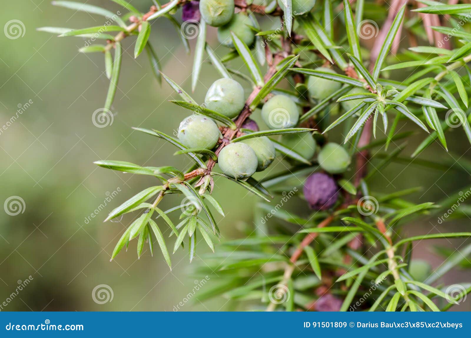Juniper stock image. Image of forest, juniper, health - 91501809
