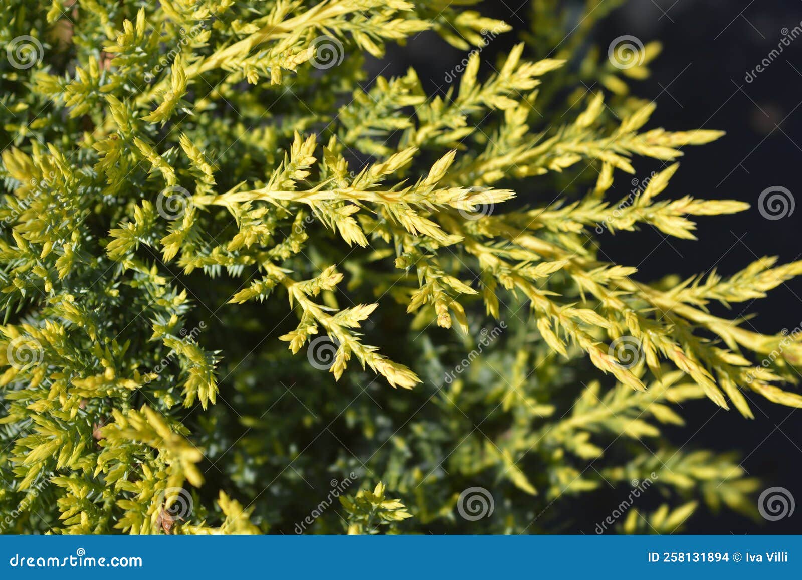 Juniper Gold Star stock photo. Image of chinese, leaf - 258131894