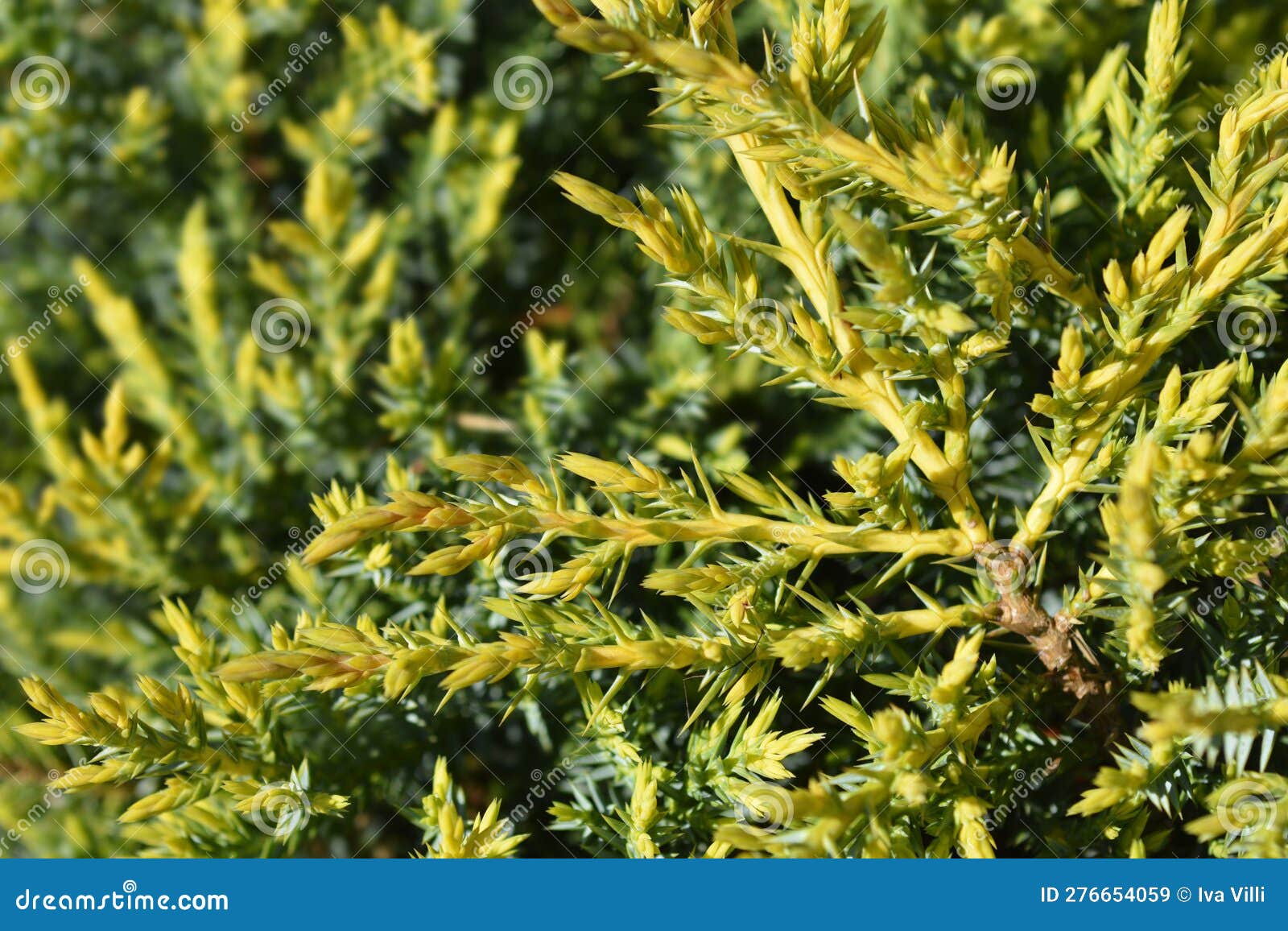 Juniper Gold Star stock image. Image of outdoors, garden - 276654059
