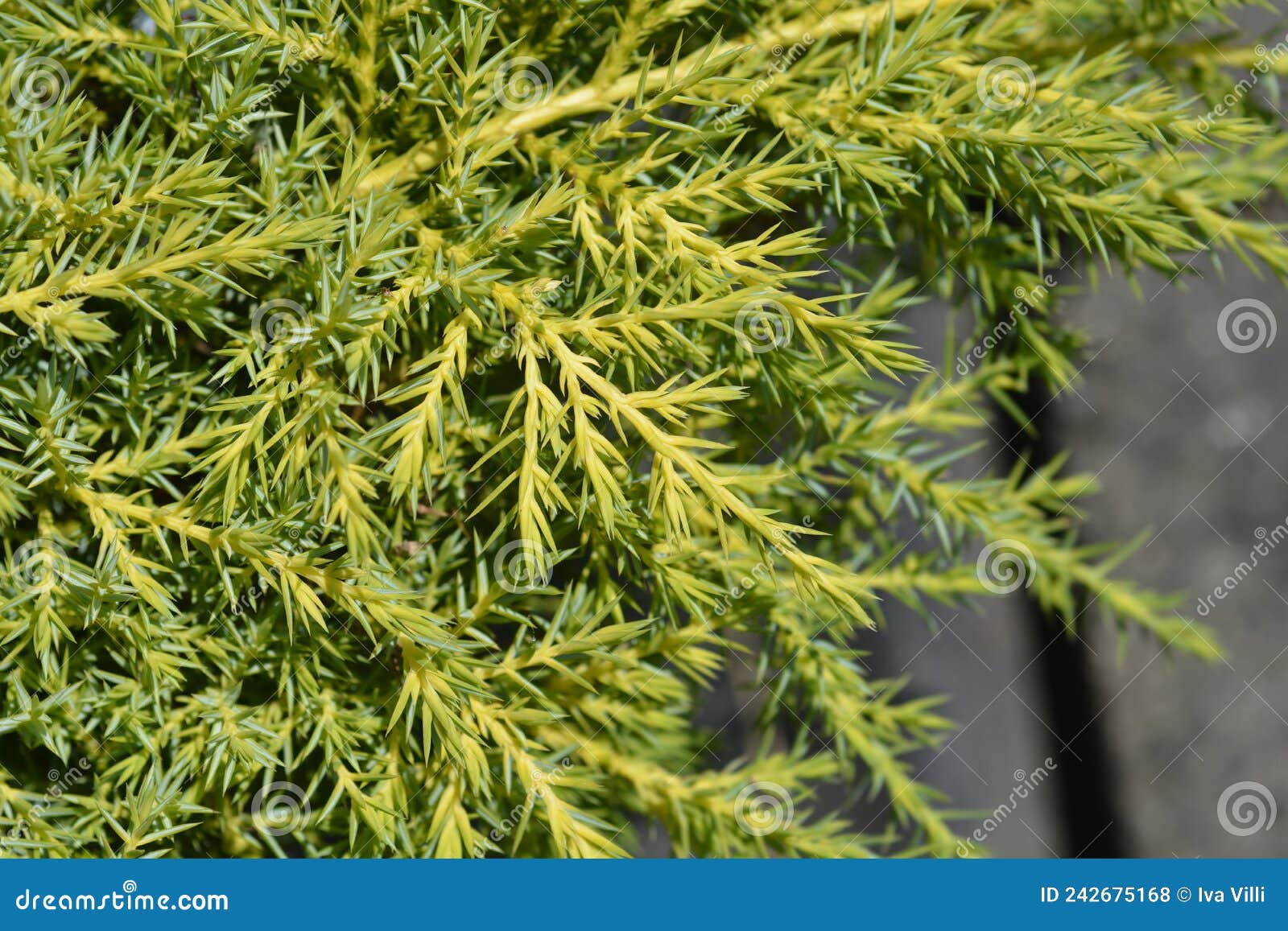 Juniper Gold Star stock photo. Image of media, plant - 242675168